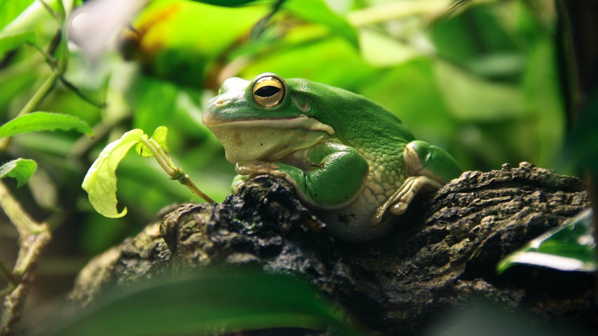 Download Tree Frog Animal White-lipped Tree Frog HD Wallpaper