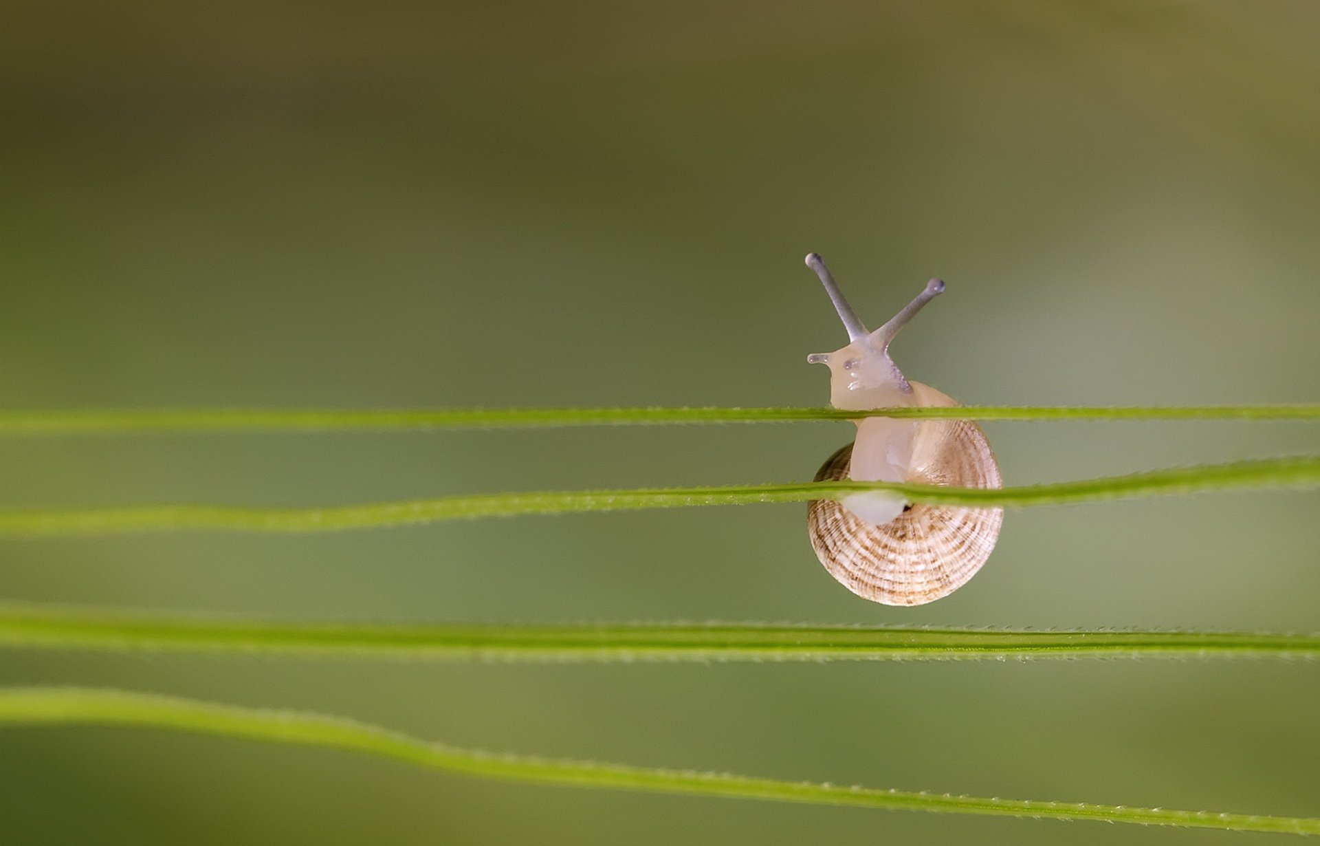 Animal Snail HD Wallpaper