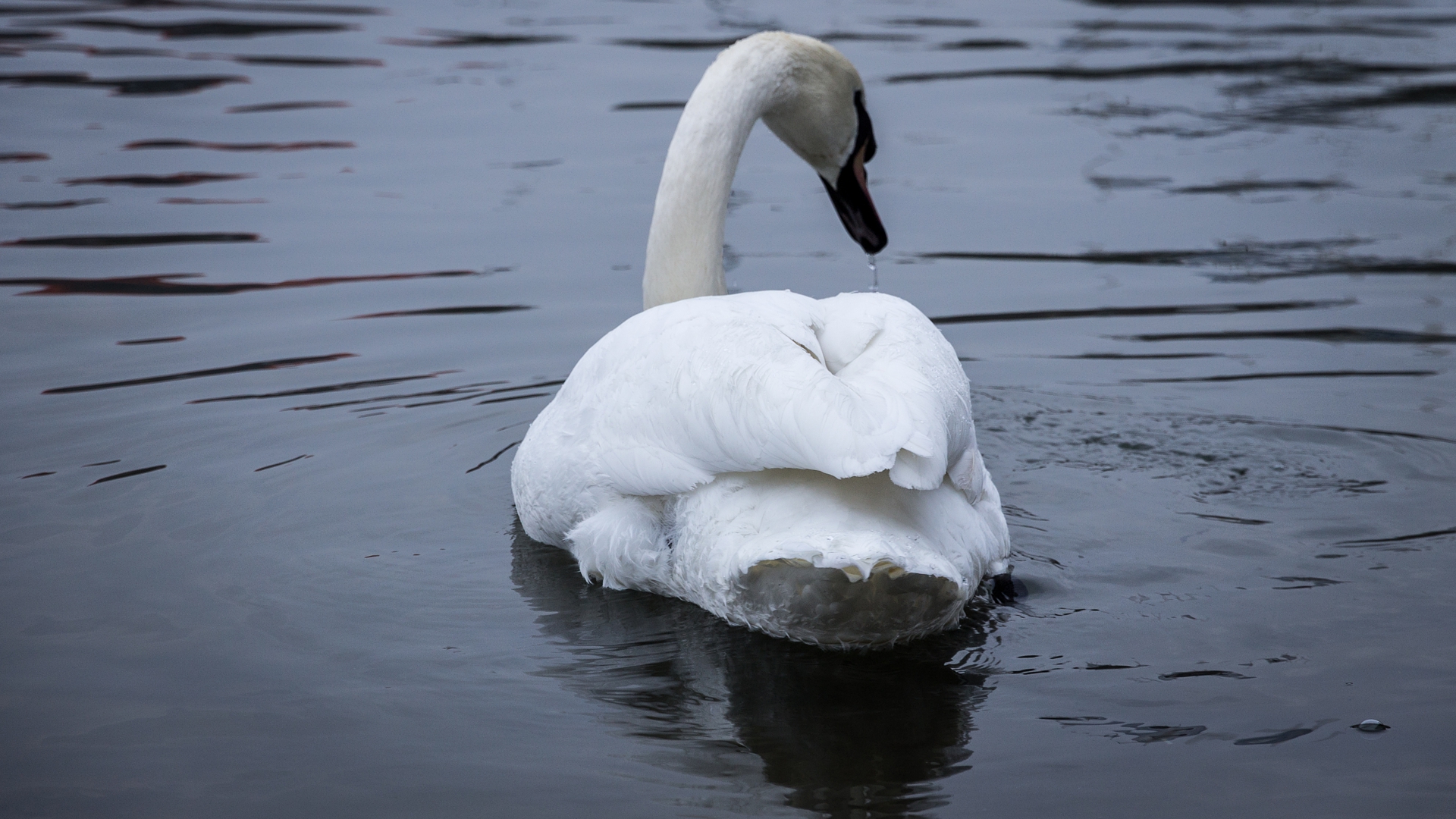 swan by JasminZejnic