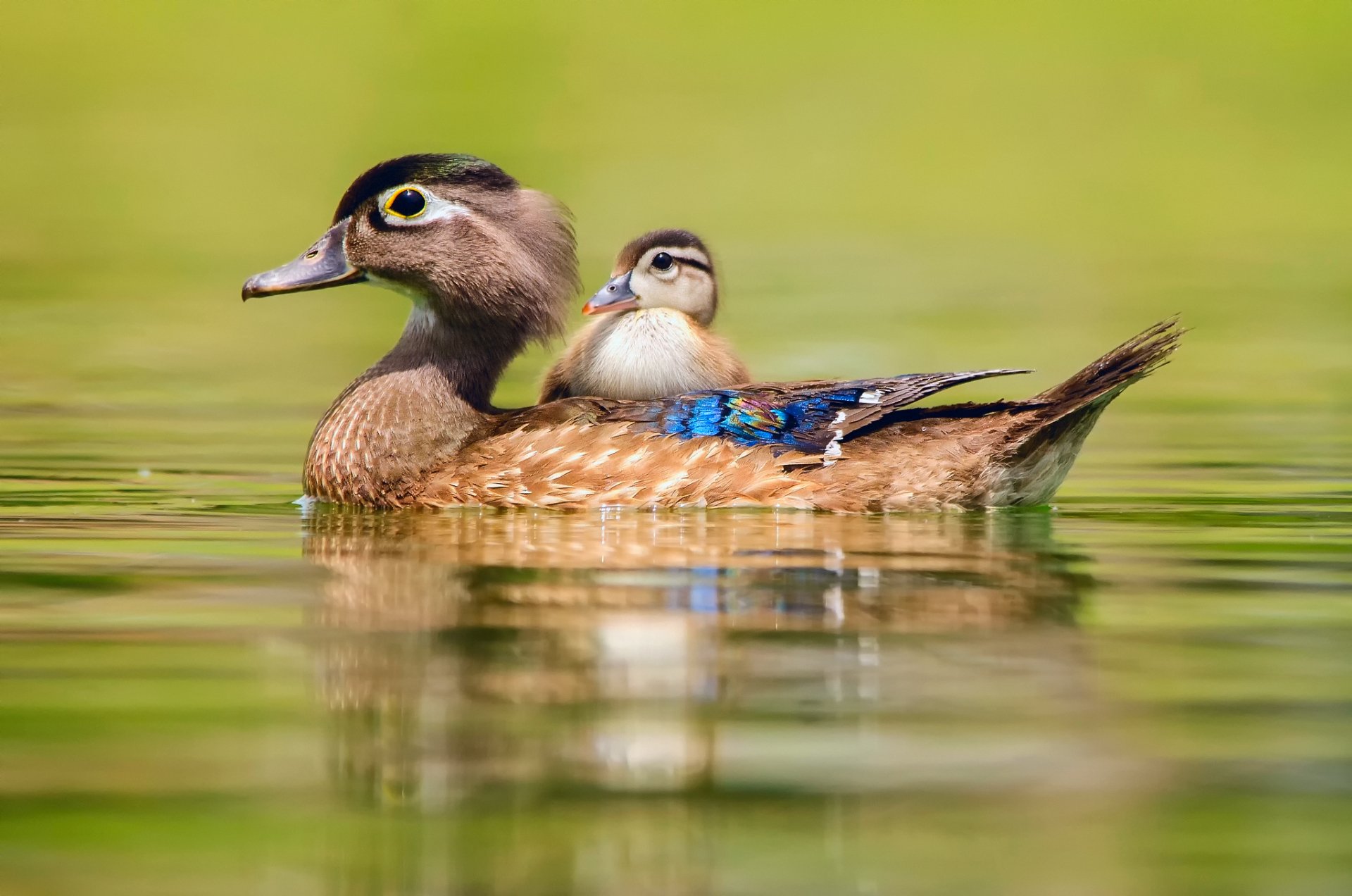 Wood Duck and Duckling: Adorable Baby Birds in HD Nature Wallpaper