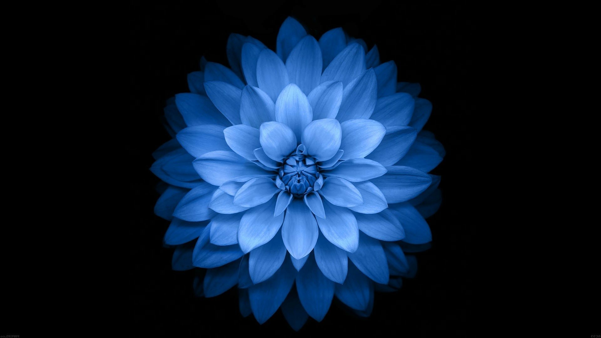 Download Blue Flower Close-up Flower Nature Dahlia HD Wallpaper