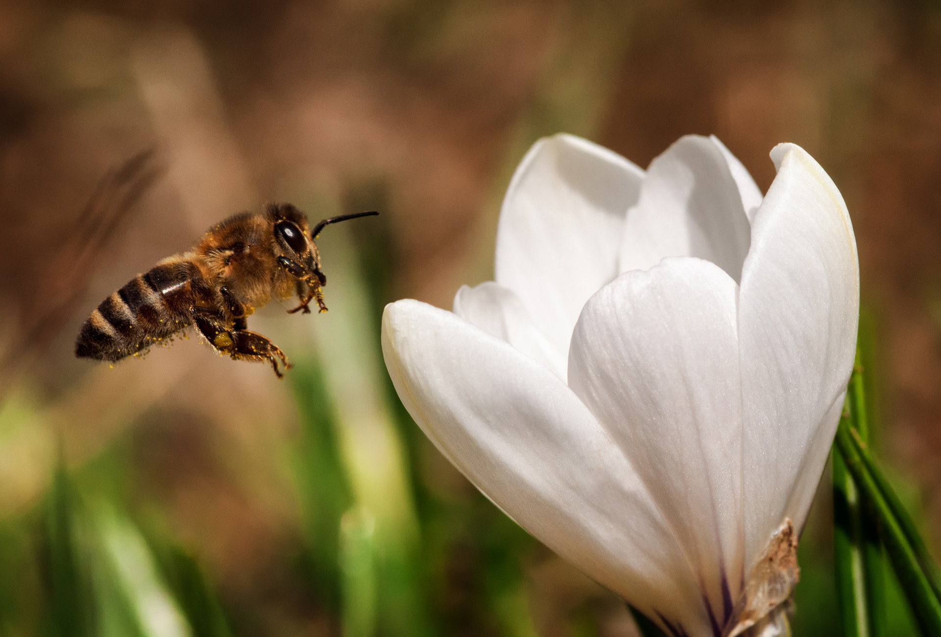 Fondo De Pantalla Full Hd Abeja