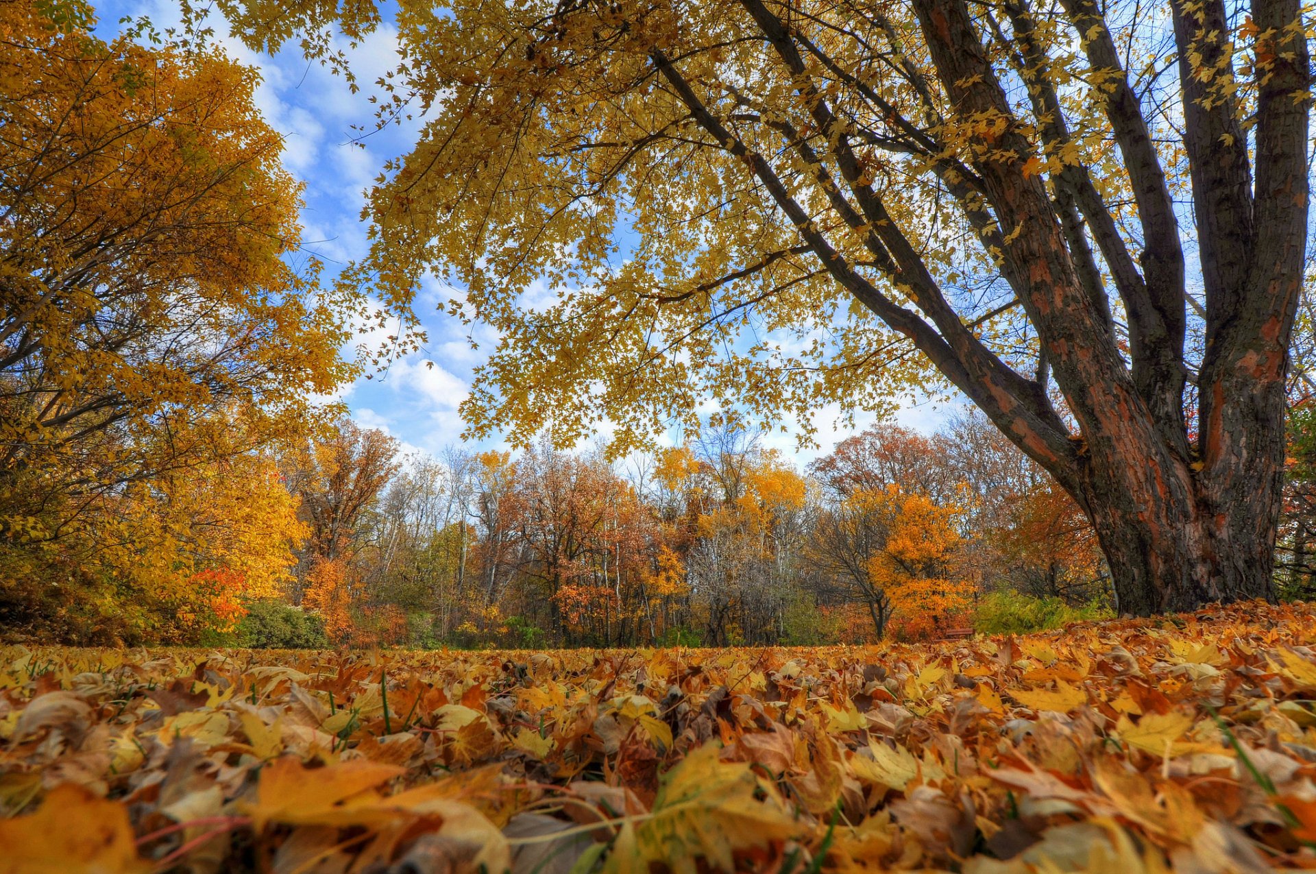 Download Nature Leaf Tree Fall HD Wallpaper