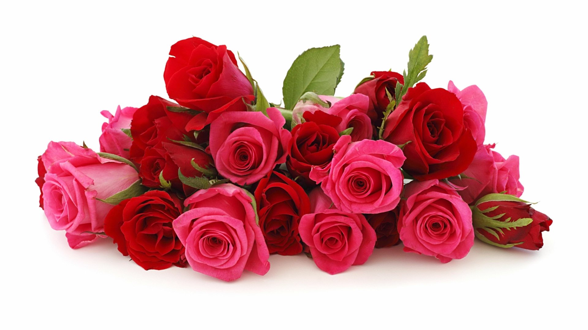 4K Ultra HD Close-Up of Vibrant Red & Pink Roses in Bloom