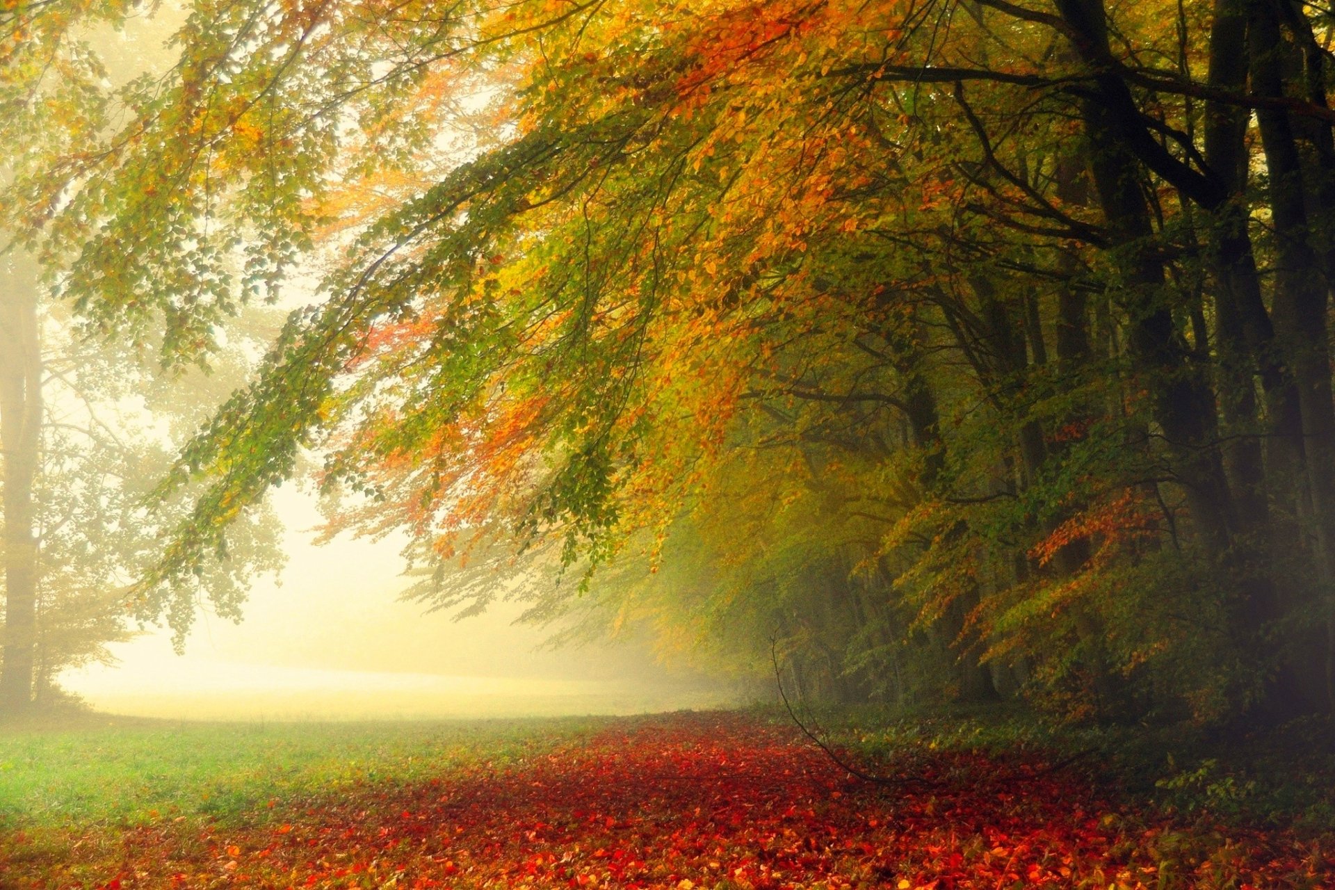 Misty Autumn Forest HD: Nature’s Fall Elegance in Fog and Leaves