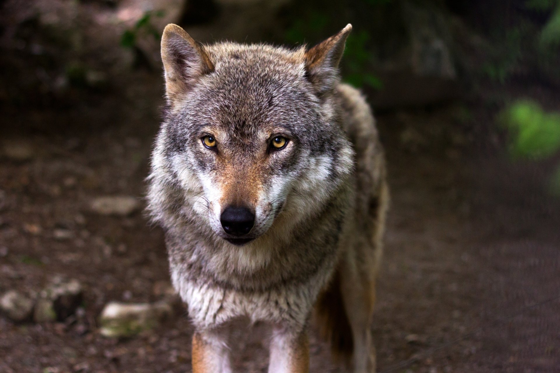 Download Stare Bokeh Animal Wolf 4k Ultra HD Wallpaper