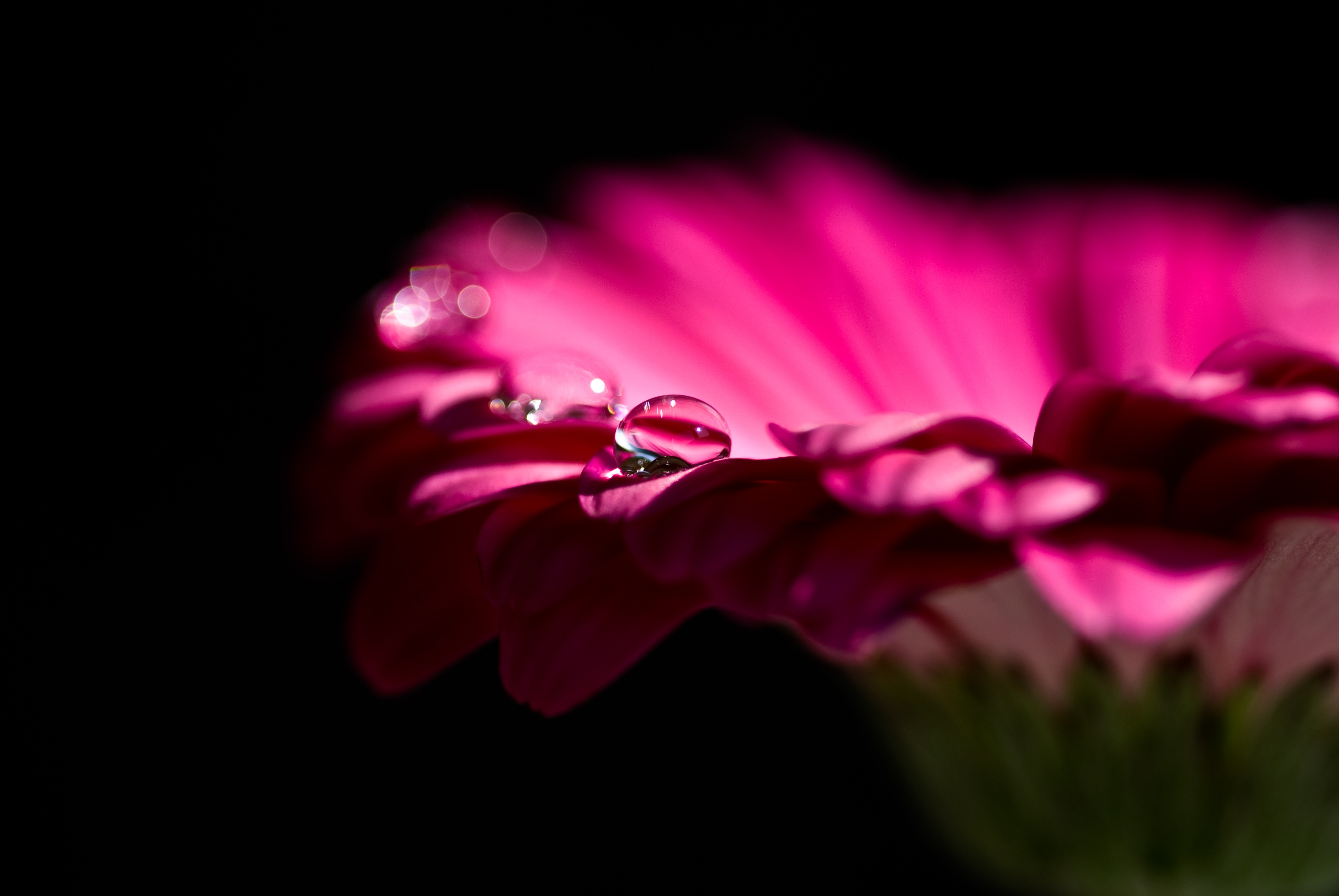 Download Water Drop Bud Macro Pink Flower Flower Nature Gerbera 4k ...