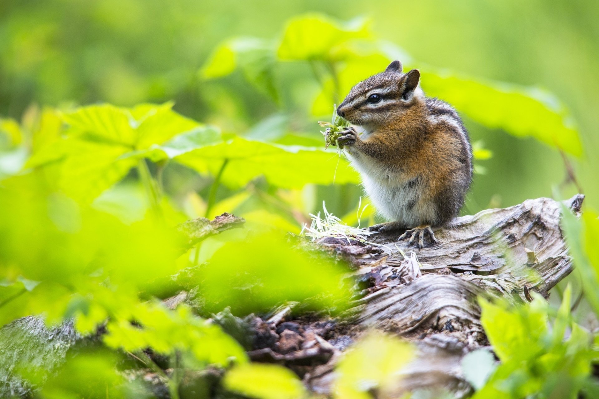 Download Rodent Bokeh Animal Chipmunk HD Wallpaper