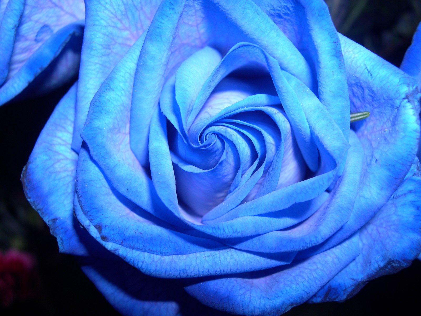 Blue Velvet Rose — HD Close-Up Nature Wallpaper