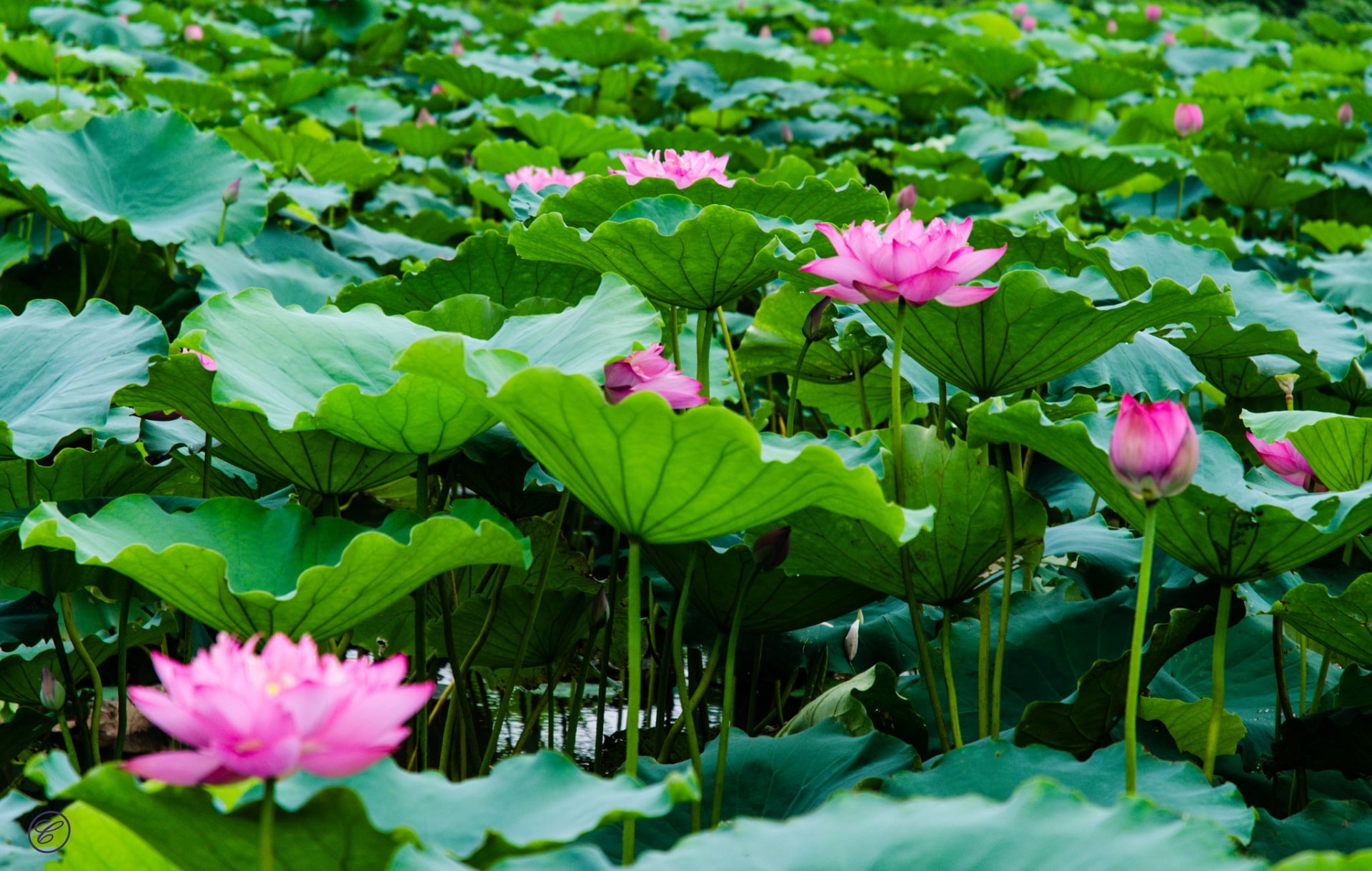 Download Nature Flower Purple Flower Leaf Lotus HD Wallpaper