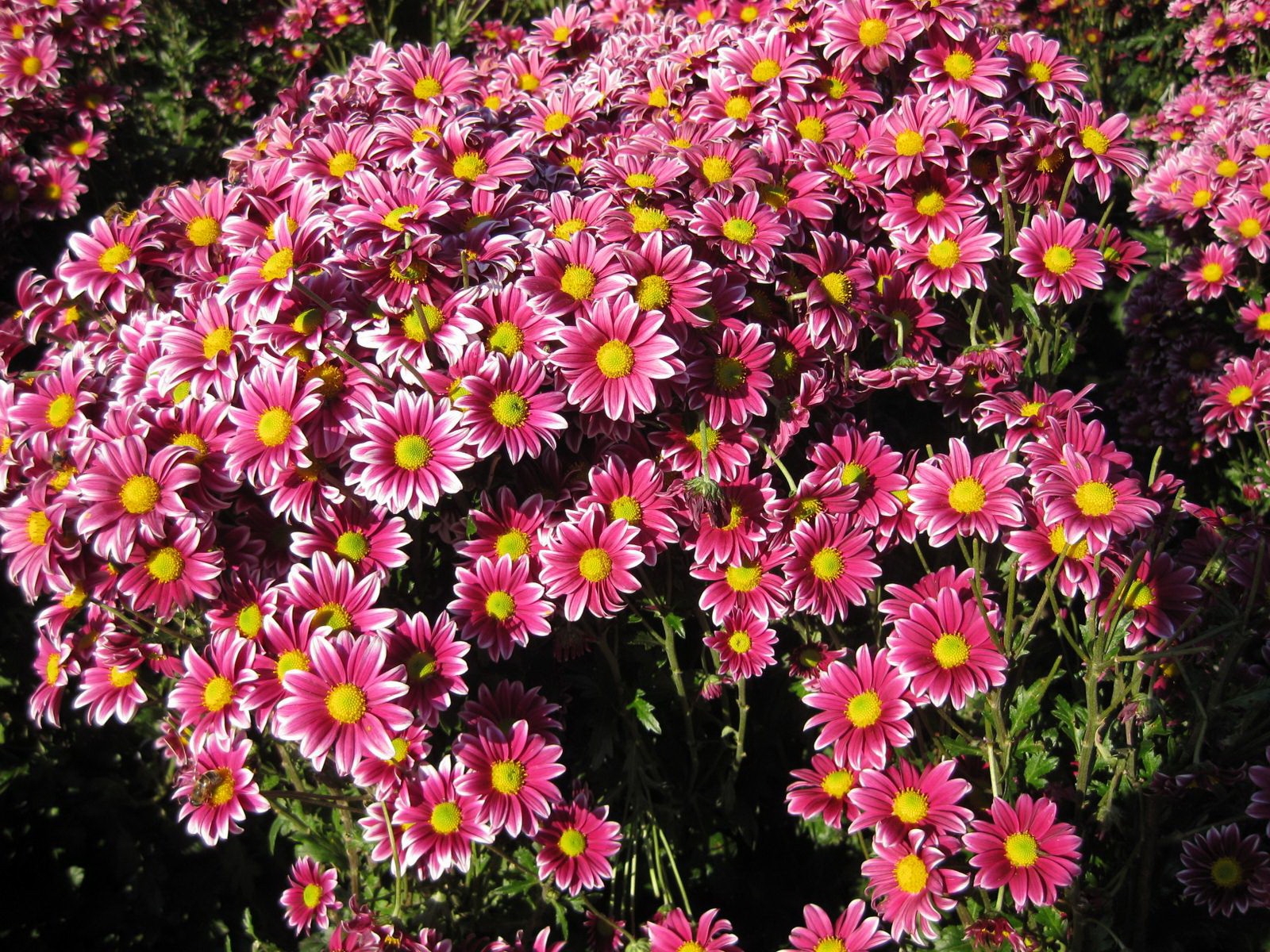 Pink Daisies