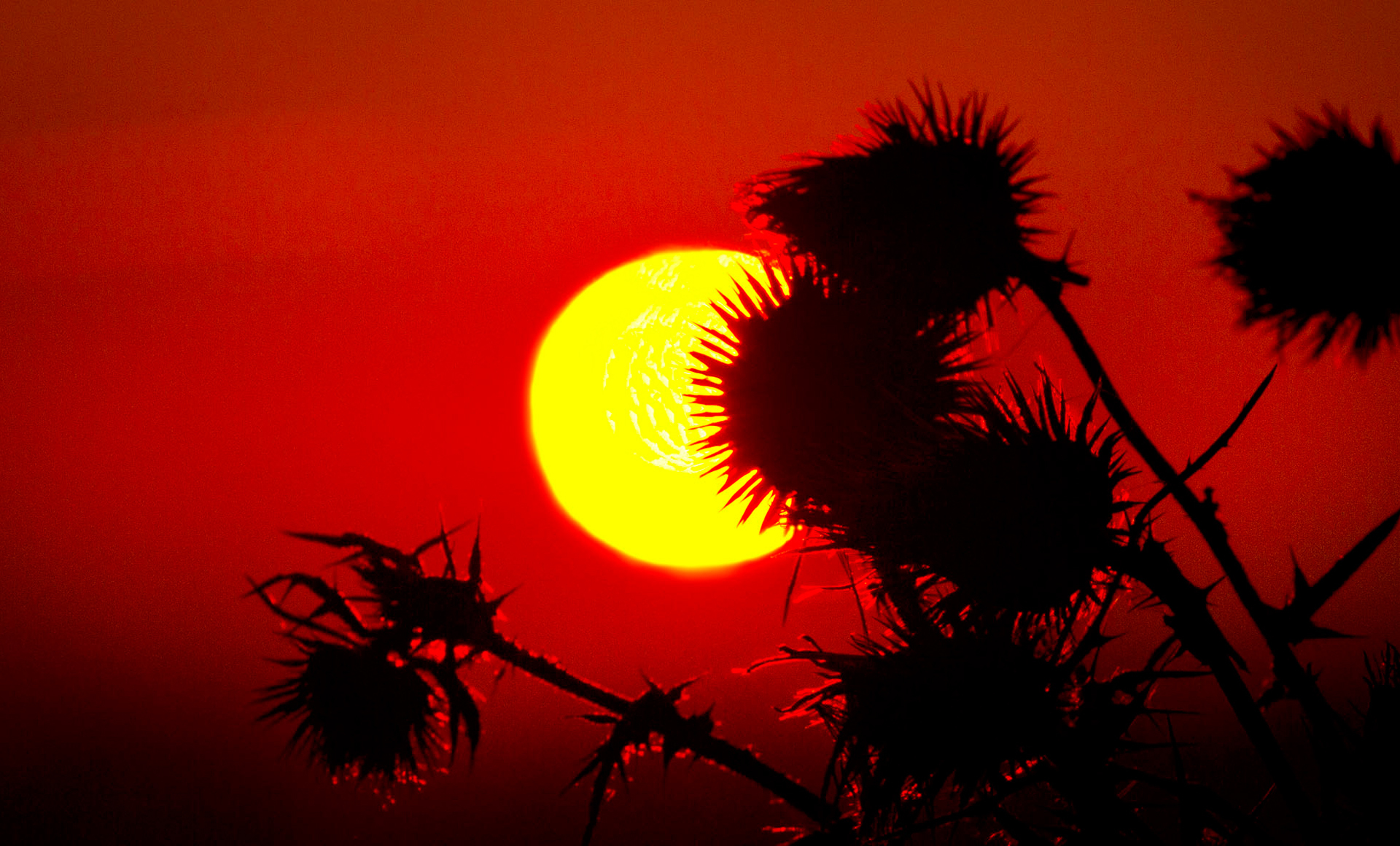 Download Red Plant Close-up Sun Nature Sunset HD Wallpaper