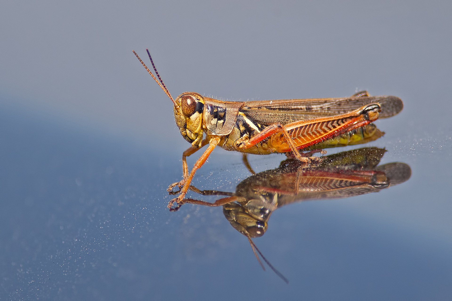 Animal Grasshopper HD Wallpaper