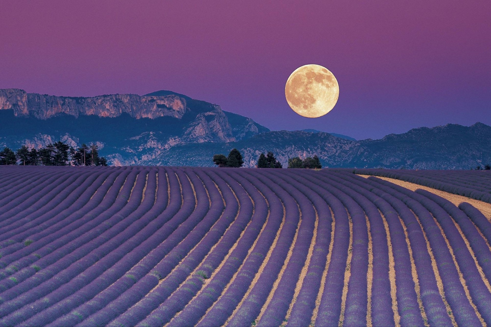 Moonlit Lavender Fields: A Serene Night in Nature HD Wallpaper