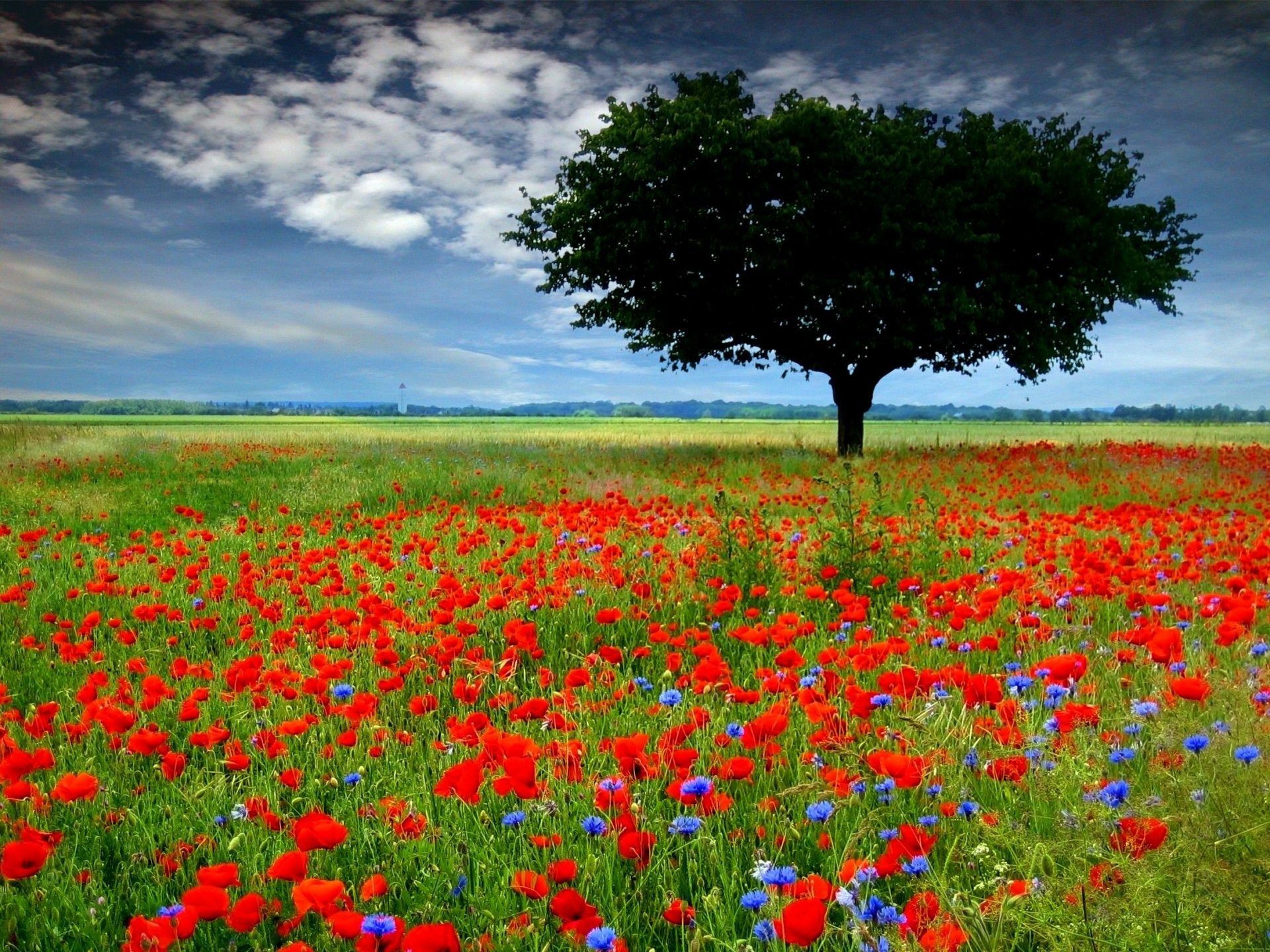 Download Red Flower Flower Tree Poppy Nature Field HD Wallpaper