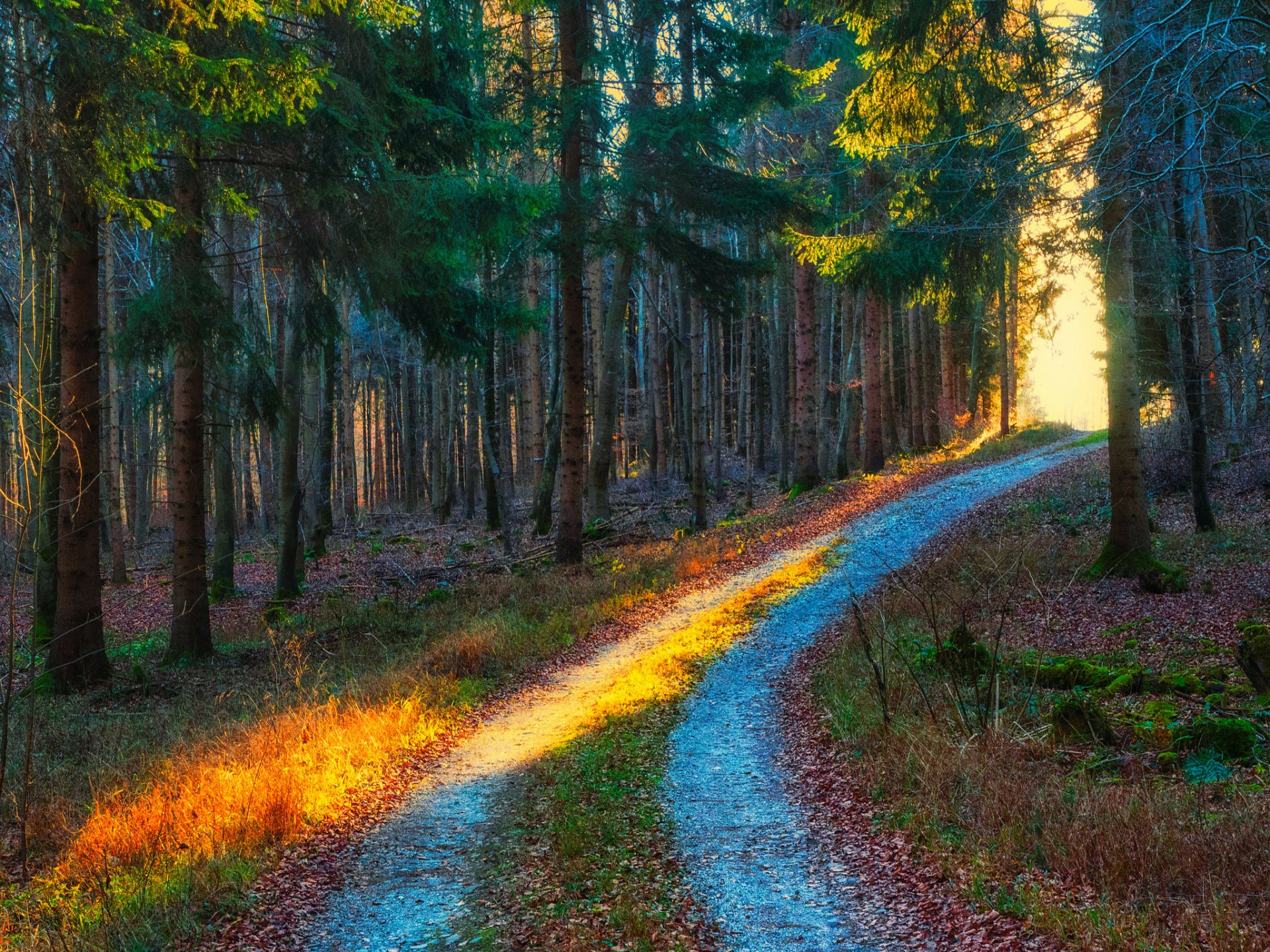 Download Sunshine Dirt Road Tree Forest Man Made Path HD Wallpaper