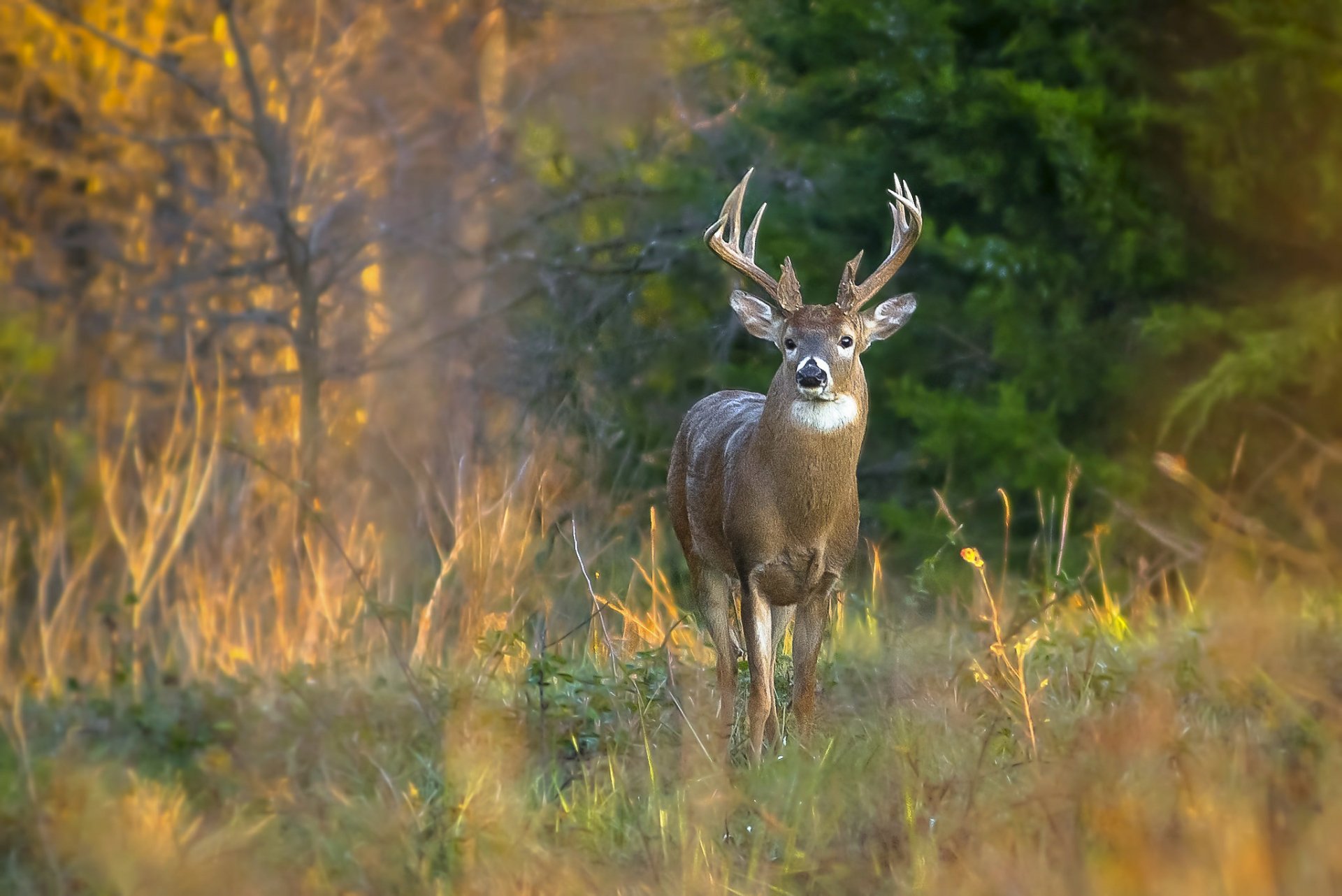 Download Animal Deer HD Wallpaper