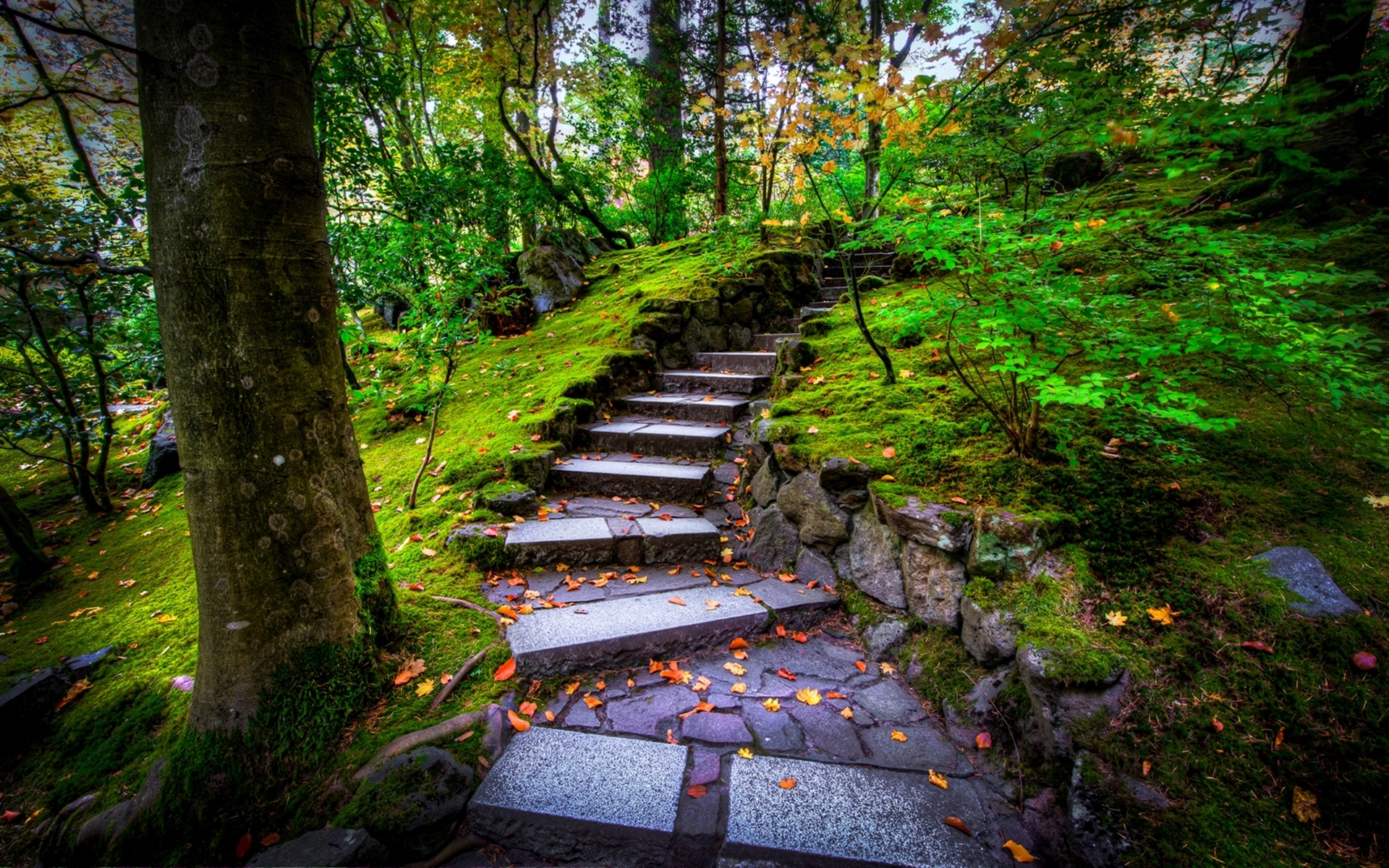 Mystical Forest Path: Man-Made Stairs Through Lush Greenery – HD Wallpaper