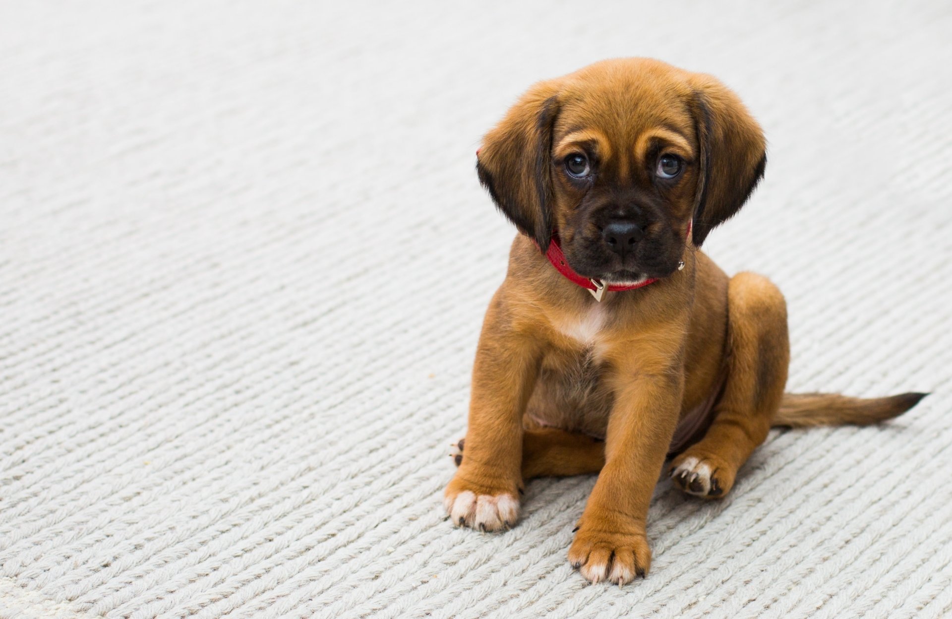 Heartfelt Puppy Portrait: Sad Yet Adorably Cute HD Dog Wallpaper ...
