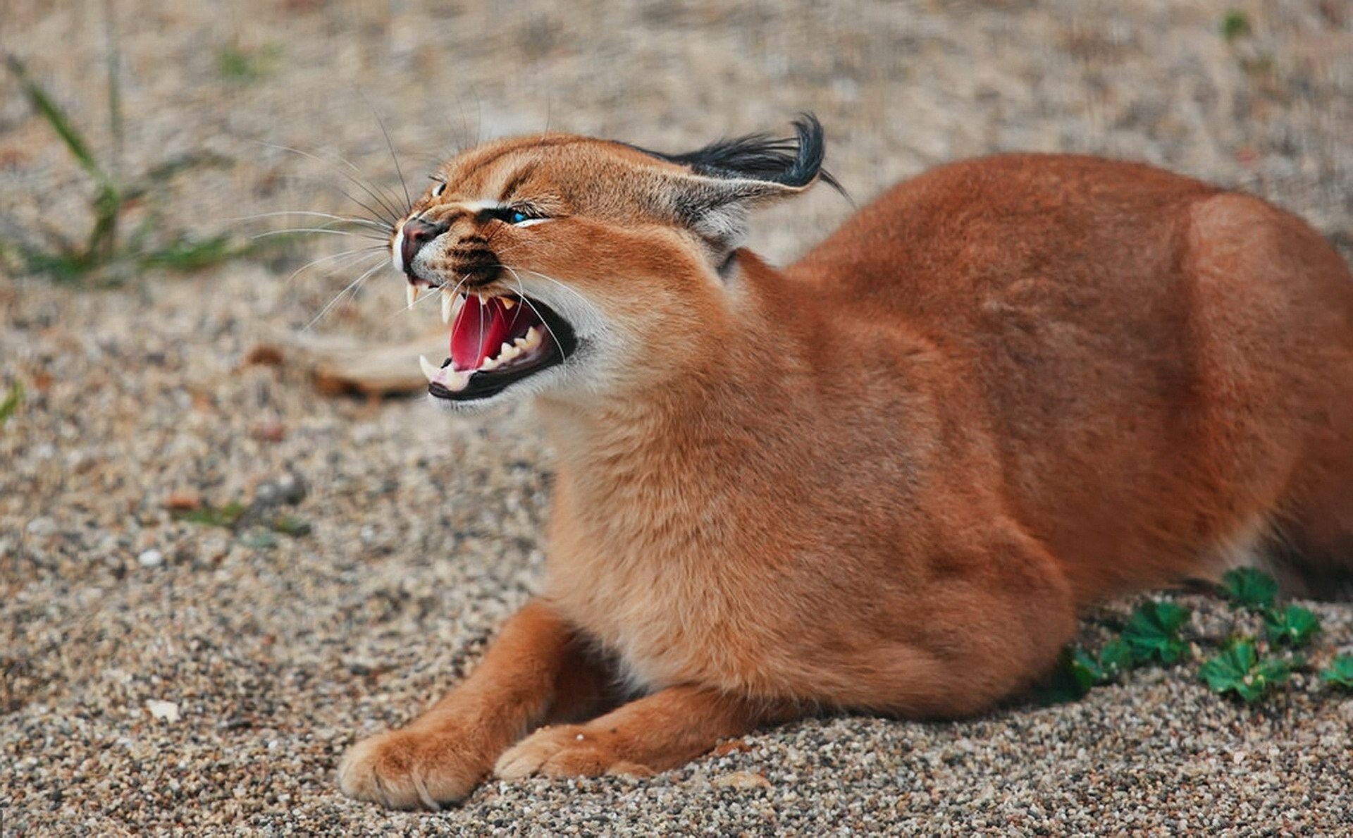 Fierce Caracal Roar - Stunning HD Animal Wallpaper