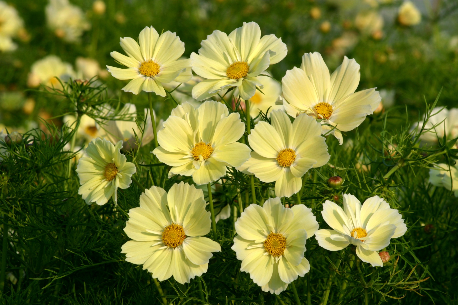 White Cosmos