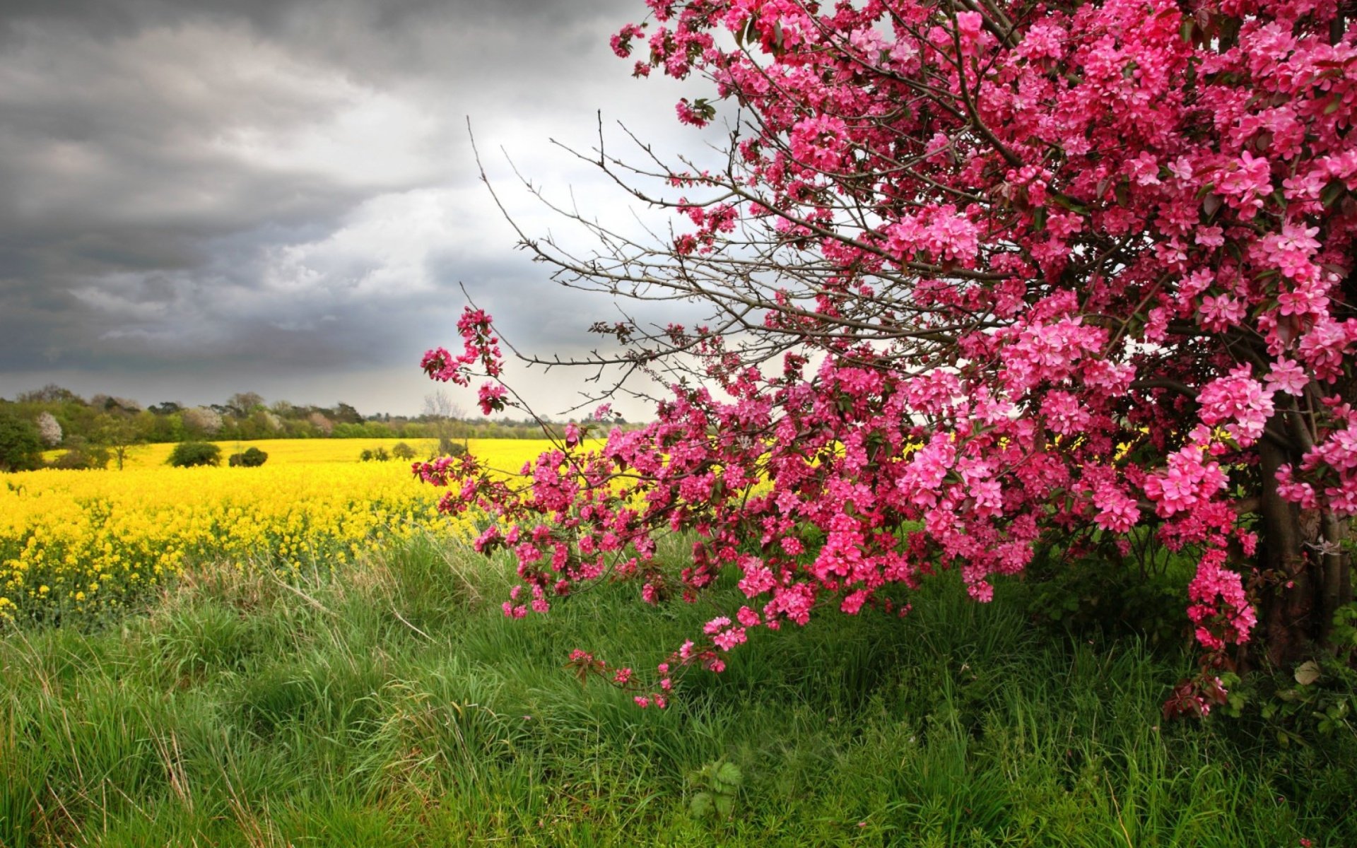 Spring Blossom: Vibrant Pink and Yellow Field HD Wallpaper