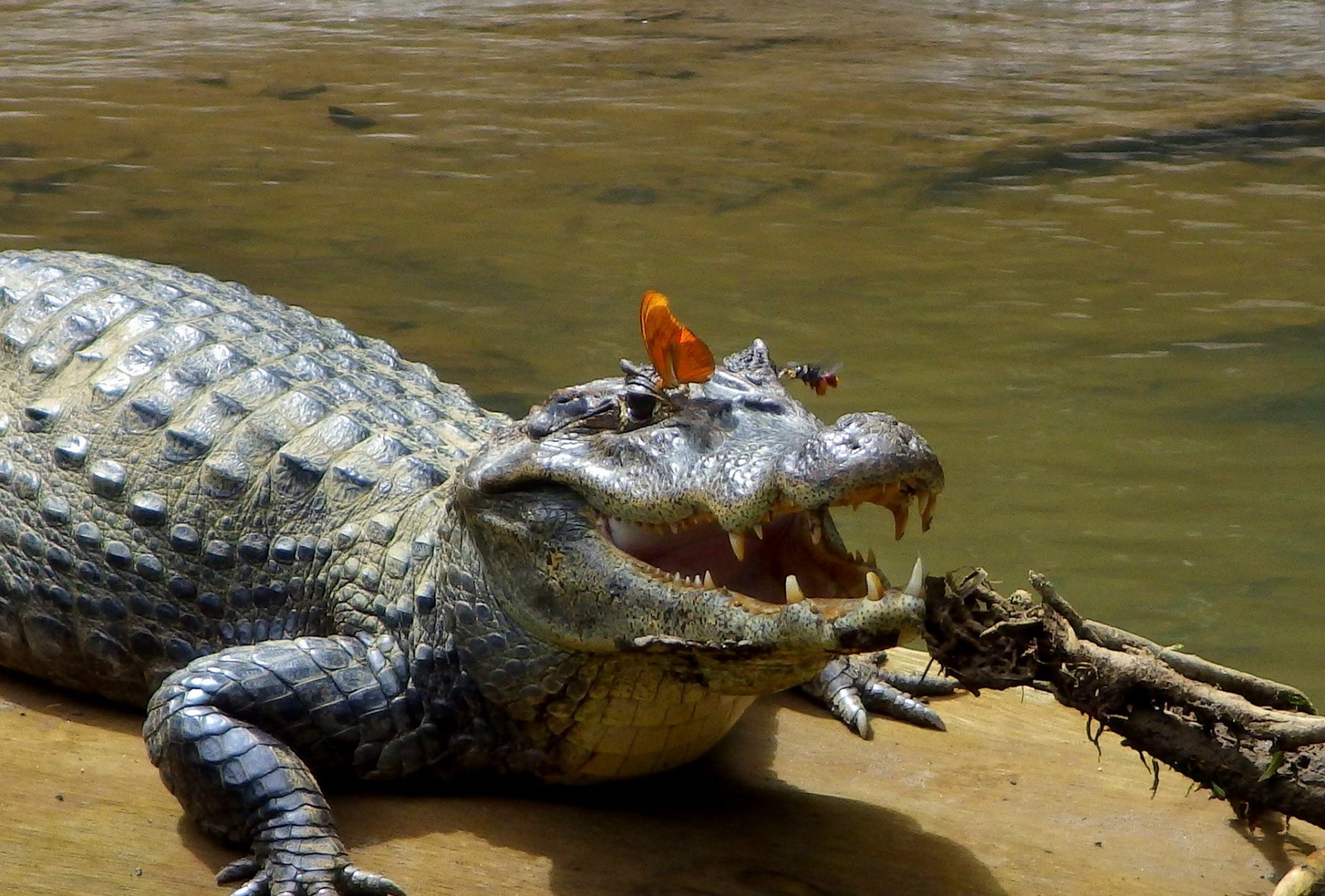 Download Butterfly Animal Crocodile HD Wallpaper