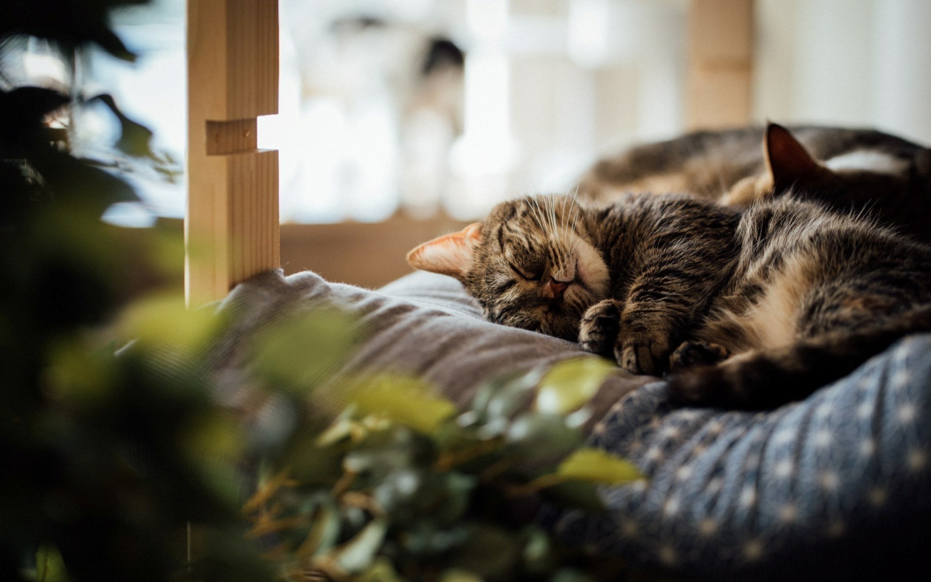 Download Sleeping Animal Cat HD Wallpaper