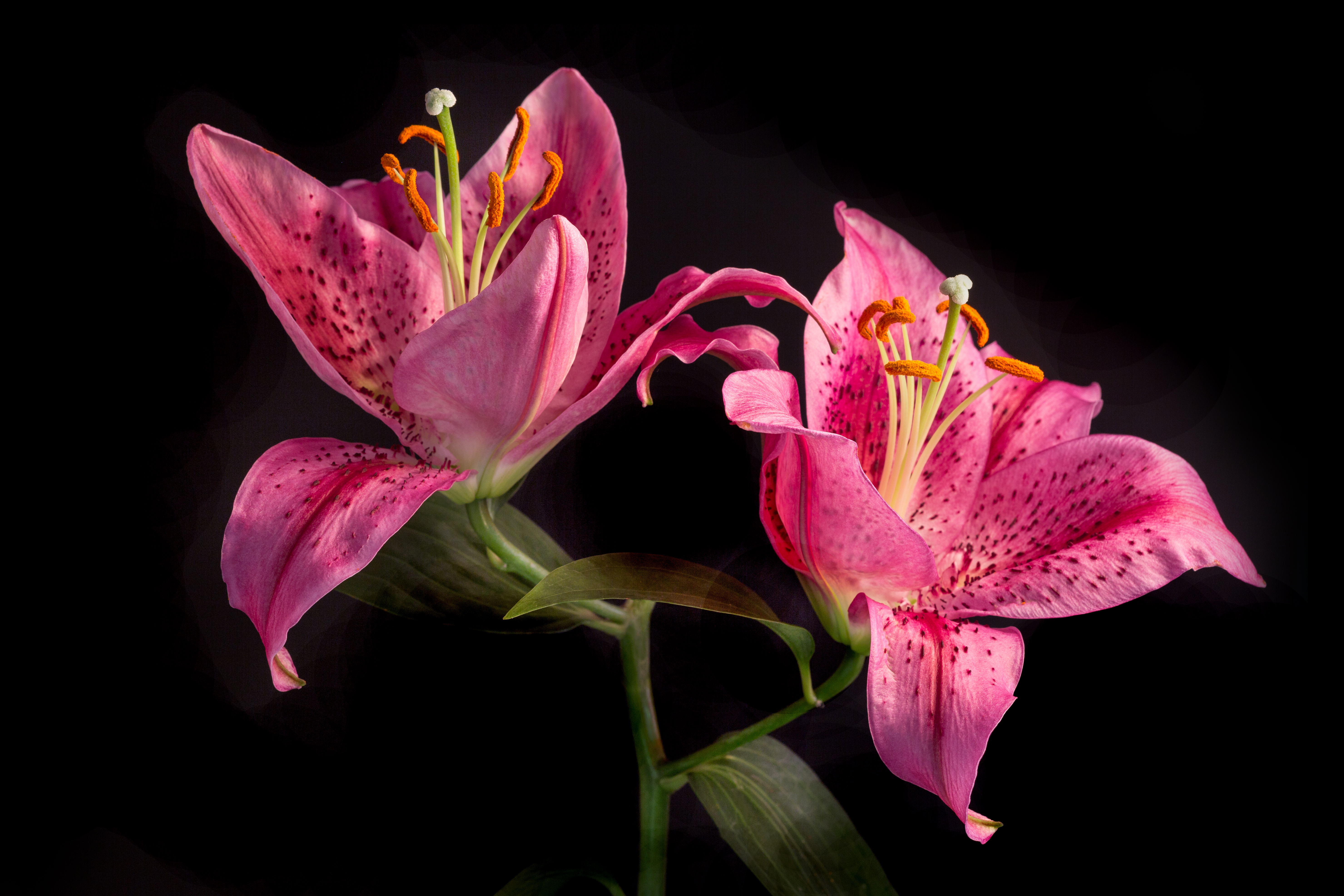 Lily Rose Pink Flower High Definition 4k Flower Wallpapers Flower