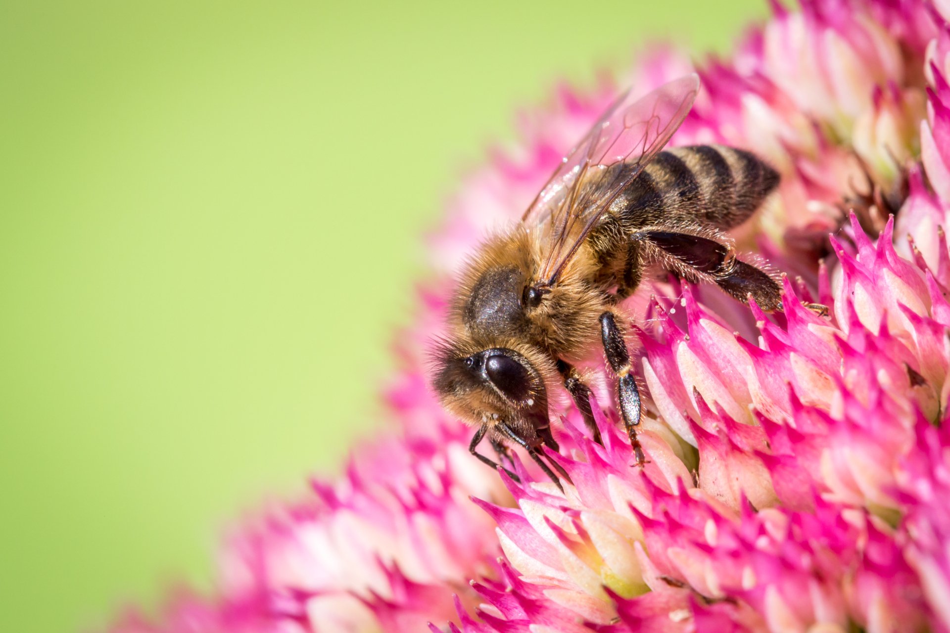 Download Macro Flower Insect Animal Bee 4k Ultra HD Wallpaper by ...