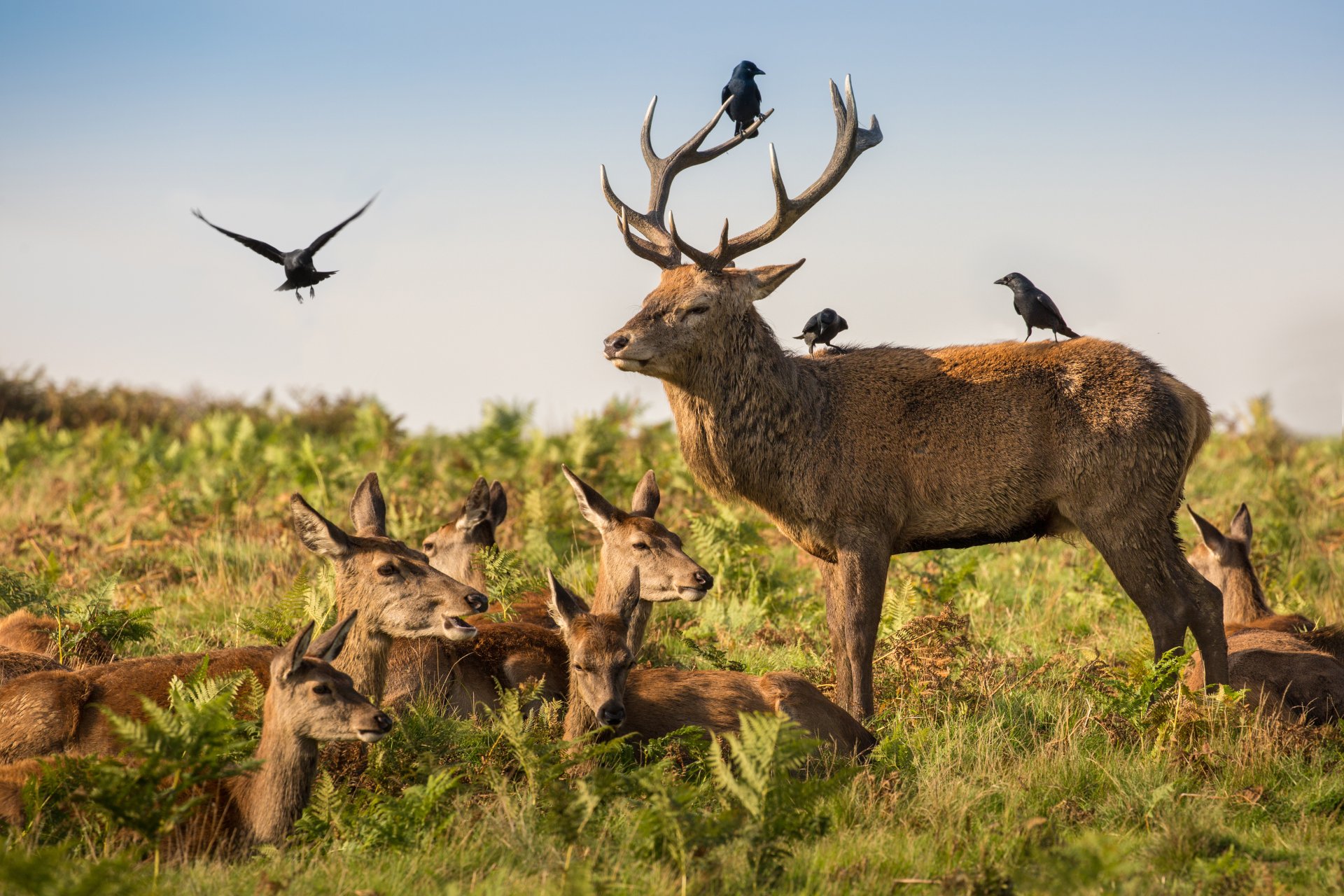 Download Bird Animal Deer 4k Ultra HD Wallpaper by sophiaspurgin