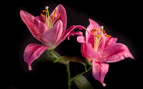 250+ Lys Fonds d'écran HD | Arrière-Plans