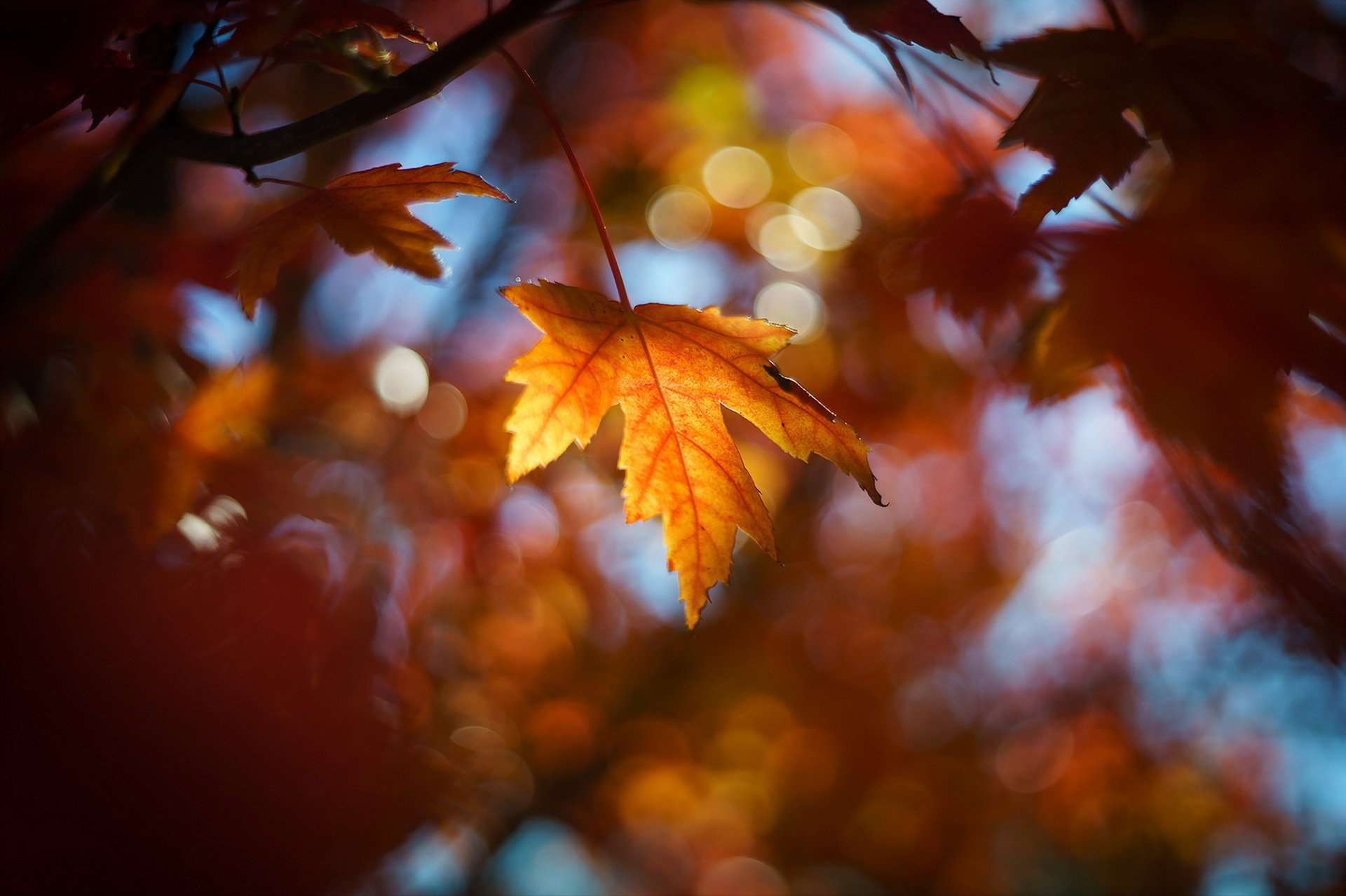 Download Fall Bokeh Macro Sunbeam Nature Leaf HD Wallpaper