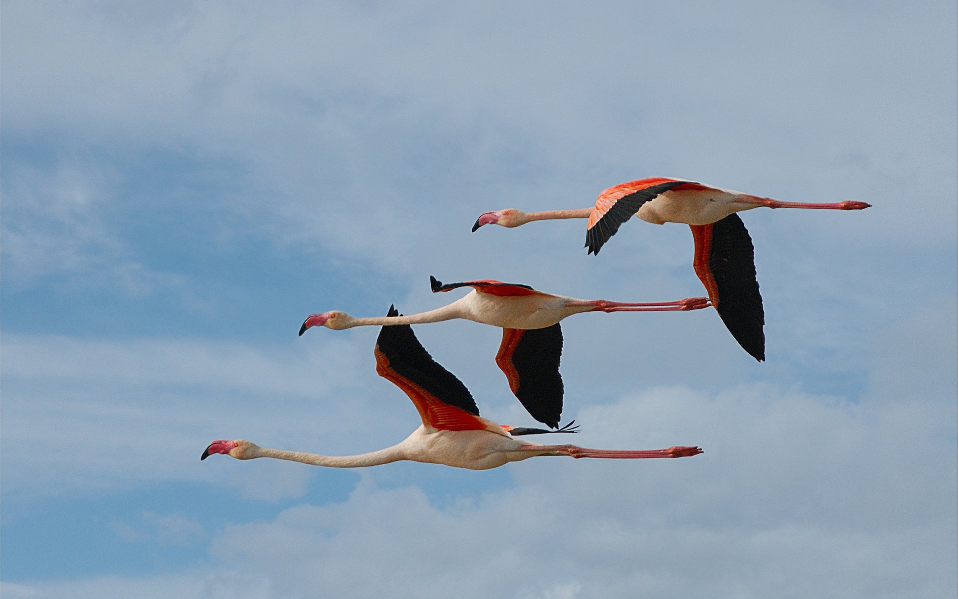 Majestic Flamingos in Flight - HD Wallpaper
