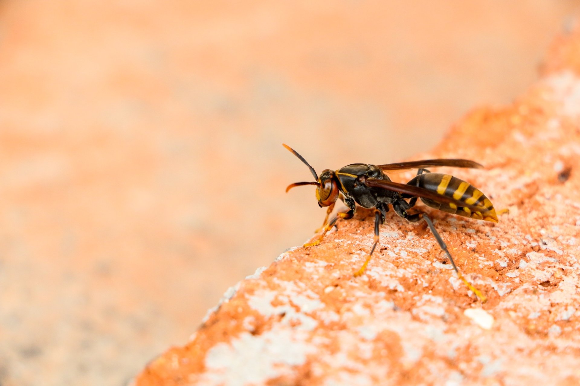 Download Insect Animal Wasp HD Wallpaper by zhzhzh | 2736x1824 ...