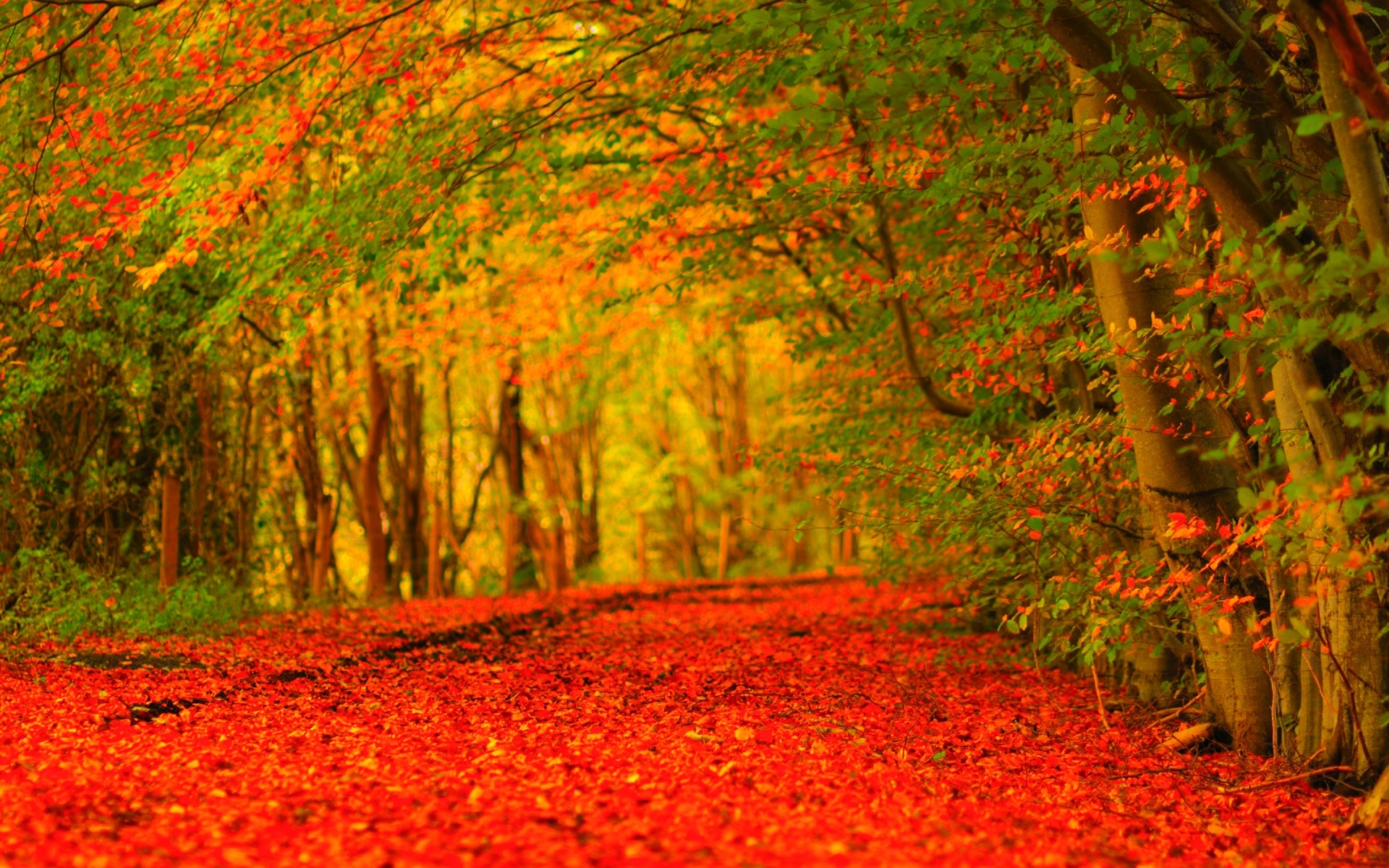 Download Path Leaf Forest Nature Fall HD Wallpaper