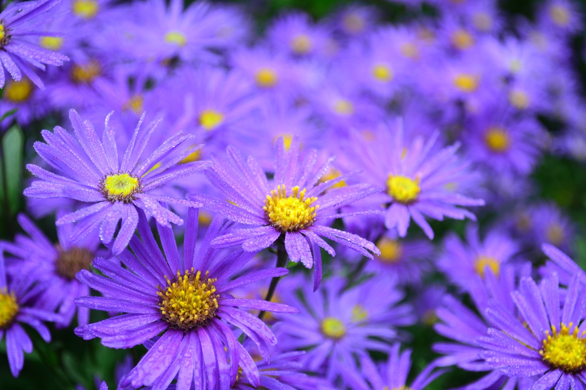 Download Blur Water Drop Purple Flower Flower Nature Daisy HD Wallpaper