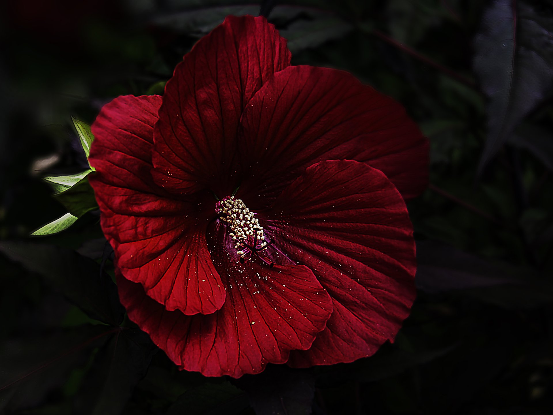 Download Red Flower Close-up Flower Nature Hibiscus HD Wallpaper
