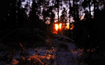 Nature - A Gallery By: Delphinidae At Alpha Coders