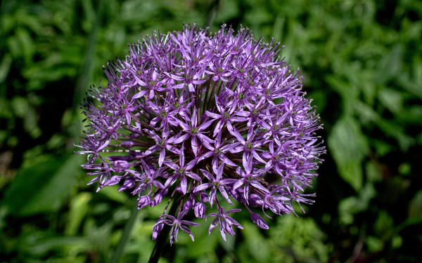 Allium 4k Wallpapers