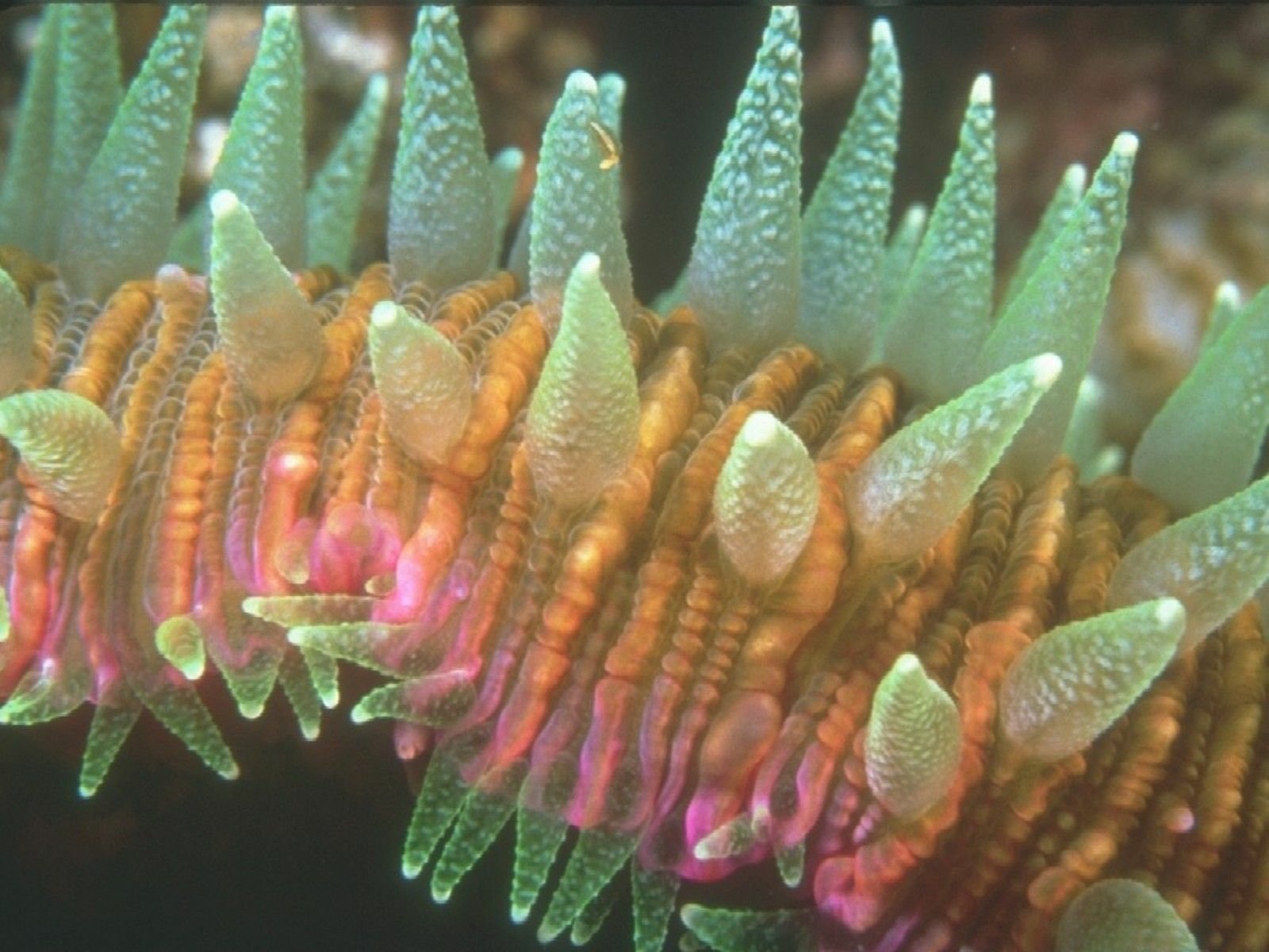 Download Close-up Animal Coral Wallpaper