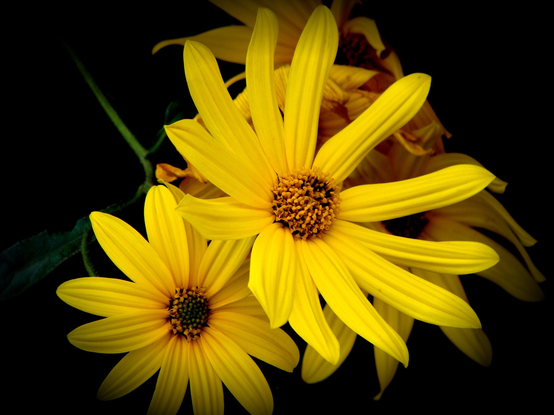 Download Yellow Flower Flower Nature Daisy HD Wallpaper