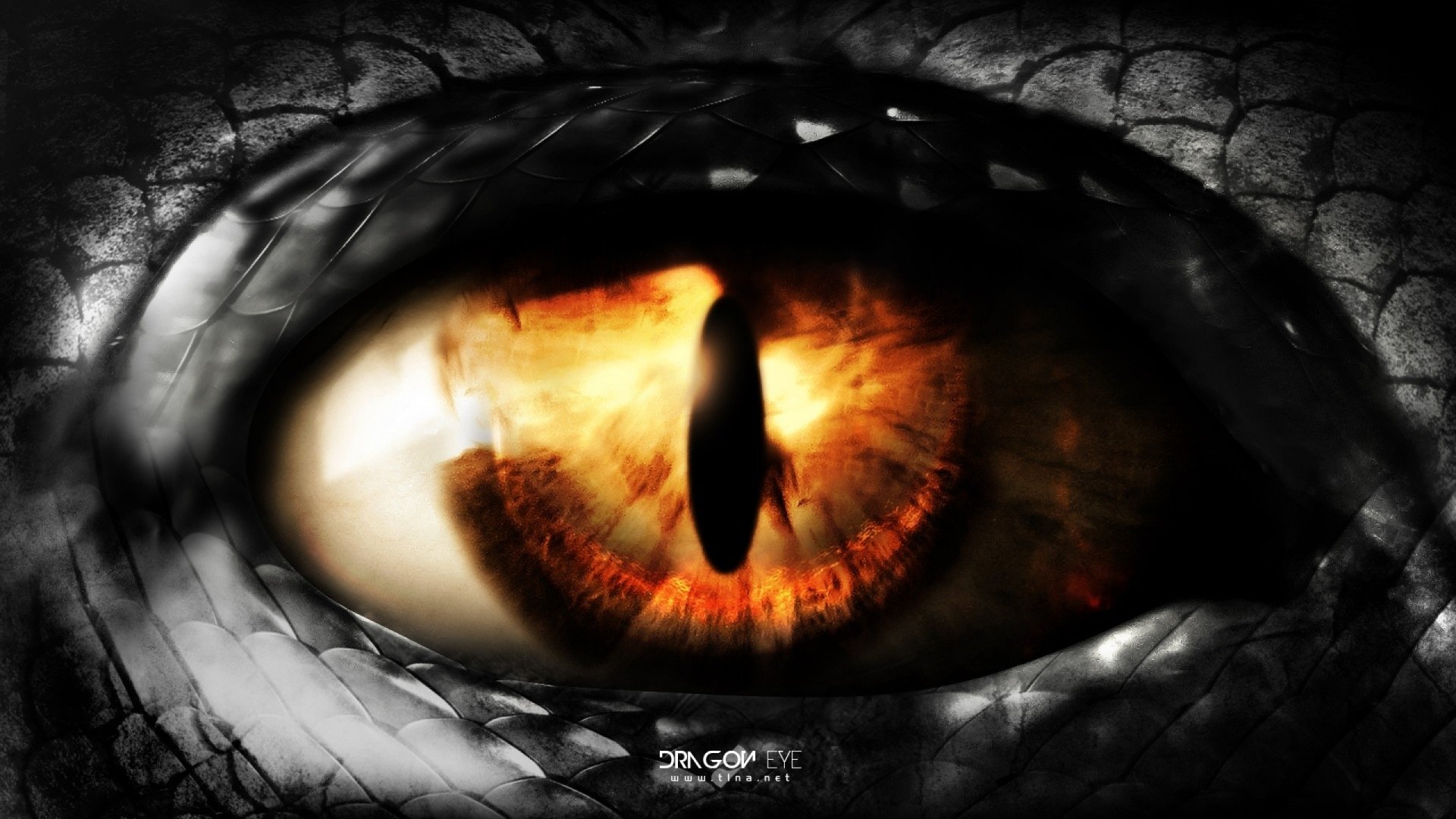 Download Close-up Dragon Animal Eye HD Wallpaper