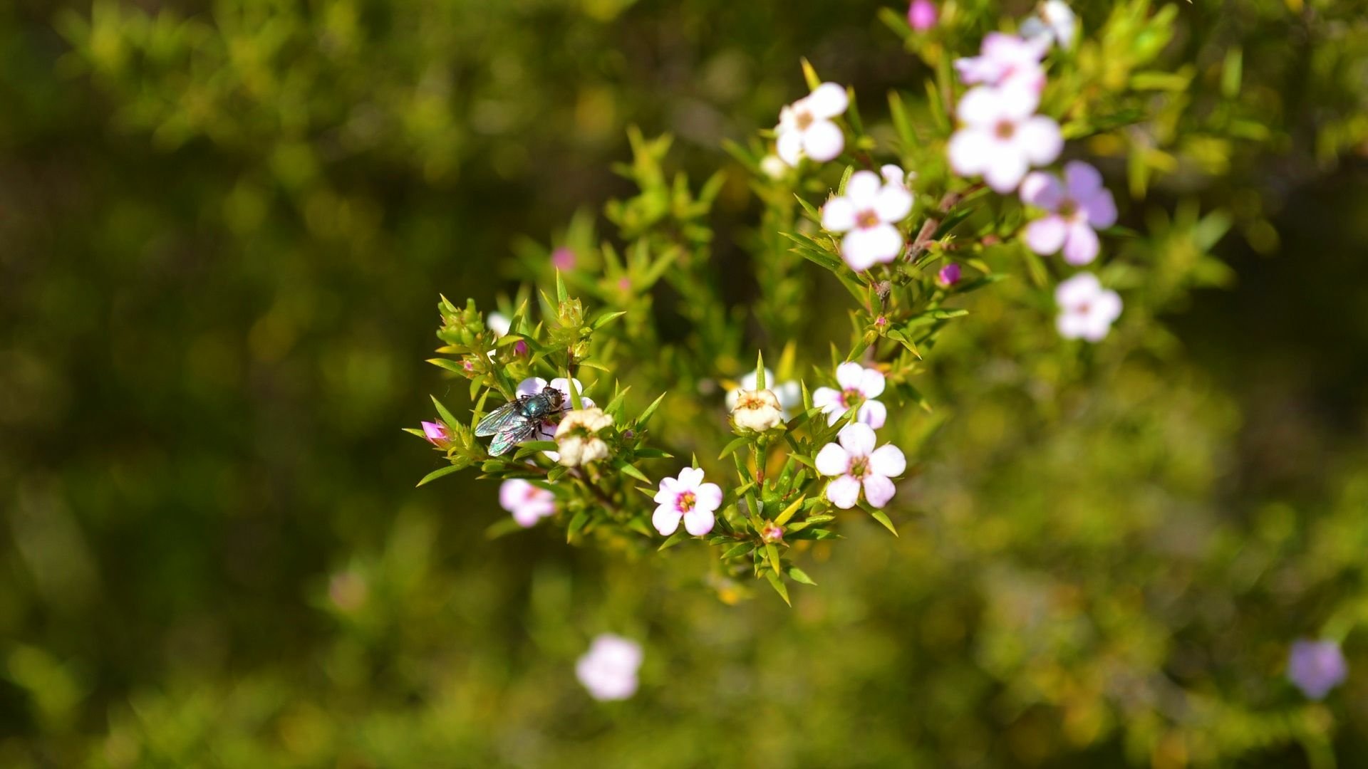 Fly on a Tiny Flower by lonewolf6738 | 1920x1080 | Wallpaper Abyss