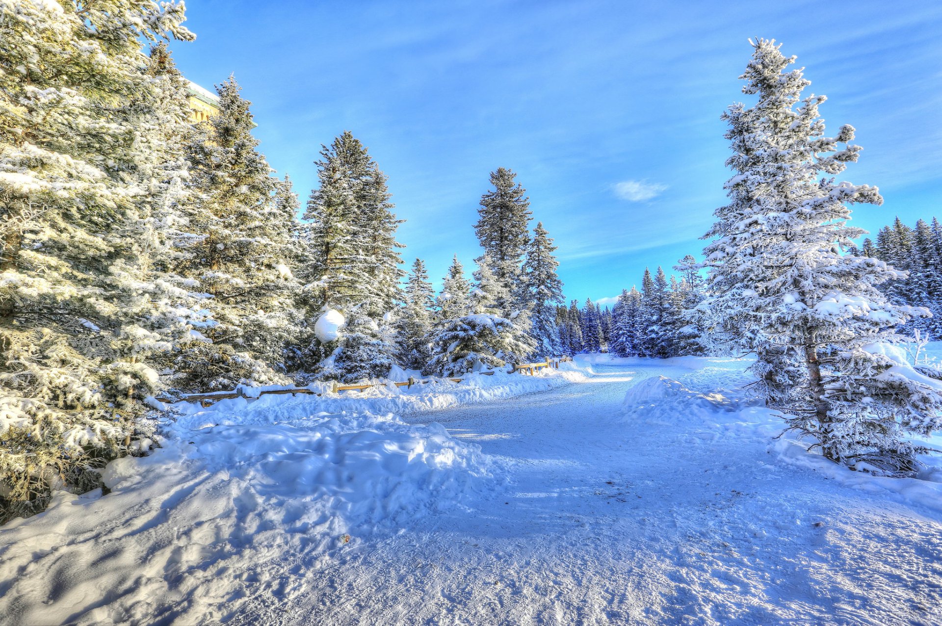 Download Forest Snow Pine Tree Nature Winter HD Wallpaper | 2048x1361 ...