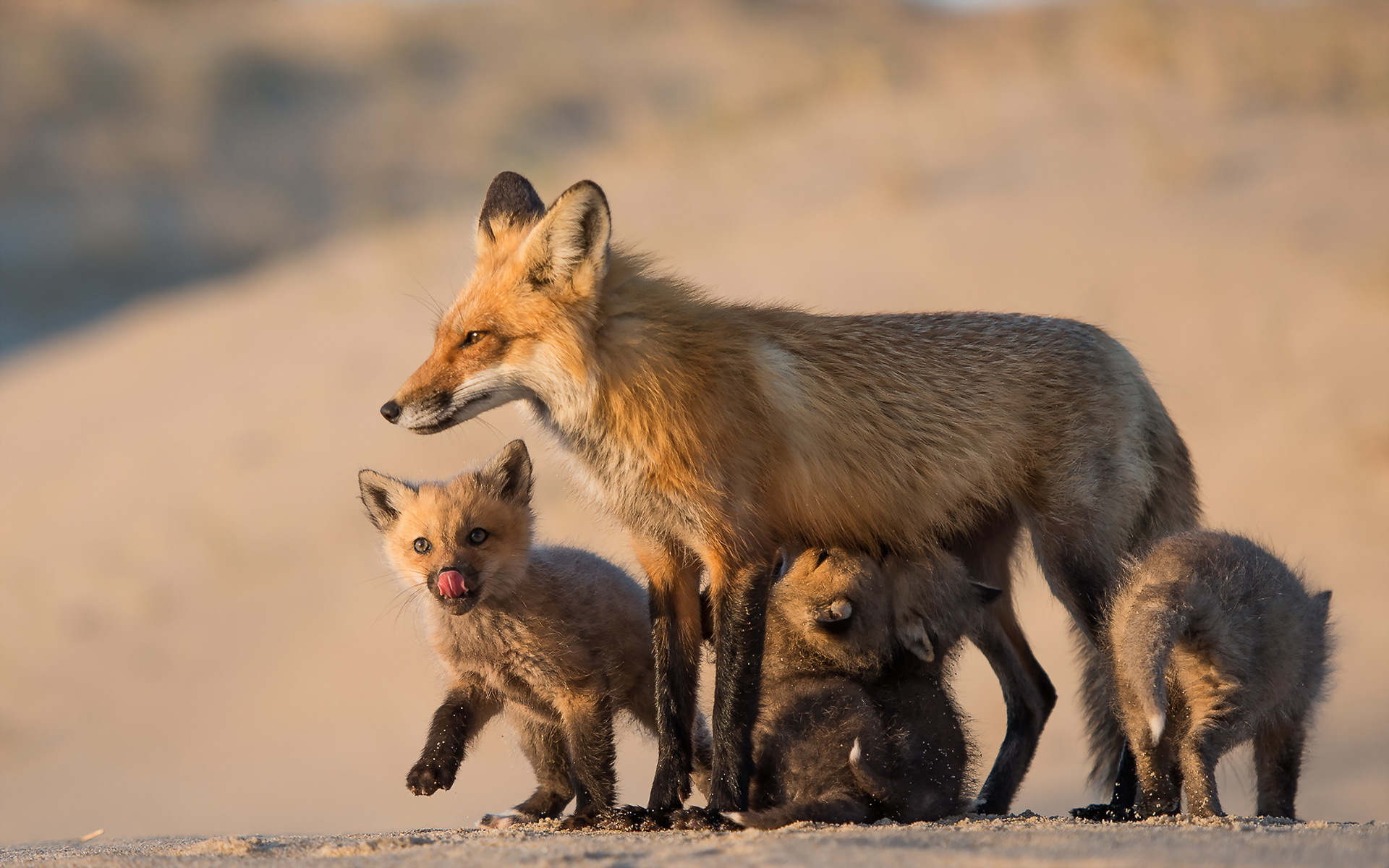 Desert Fox Family: HD Blur of Baby Animals in Natural Habitat