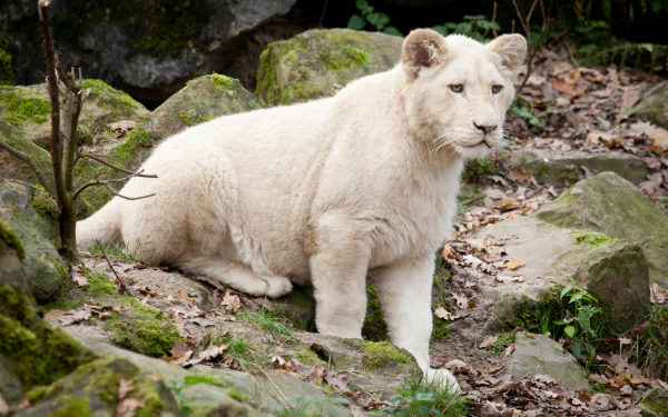 White Lion 4k Wallpapers