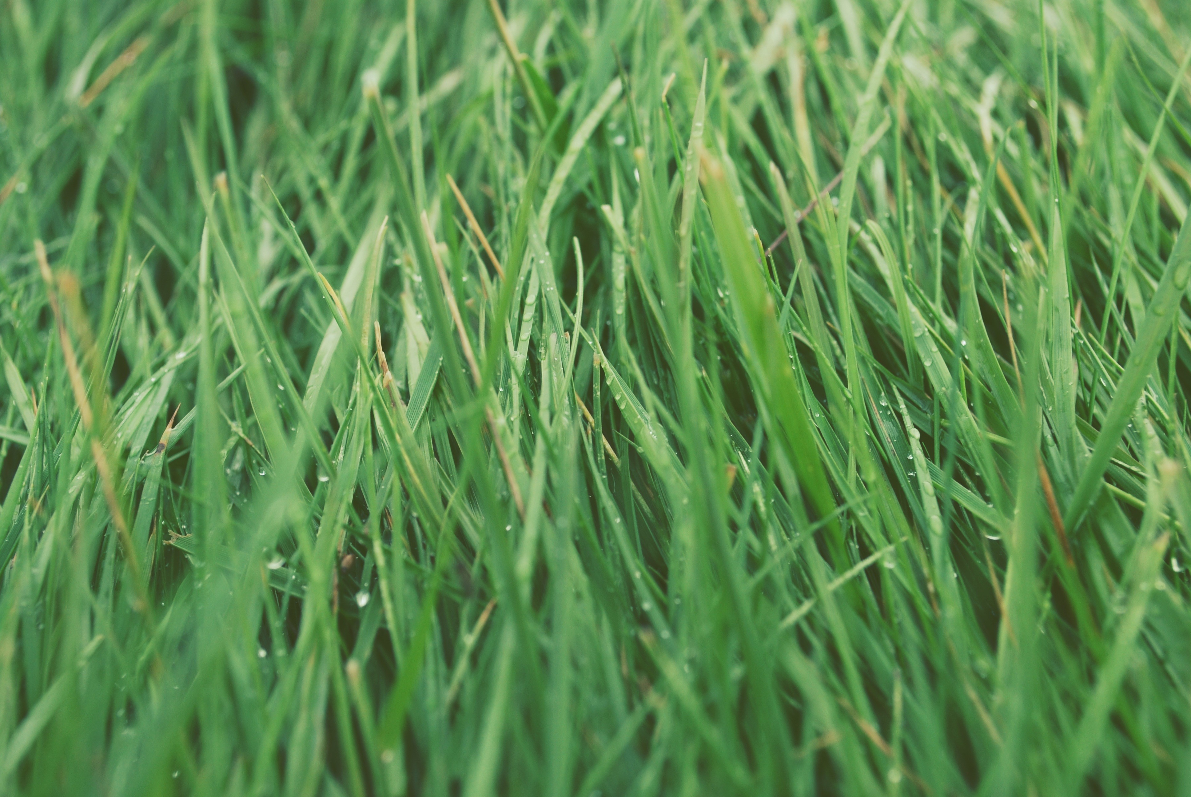 Download Nature Grass 4k Ultra HD Wallpaper
