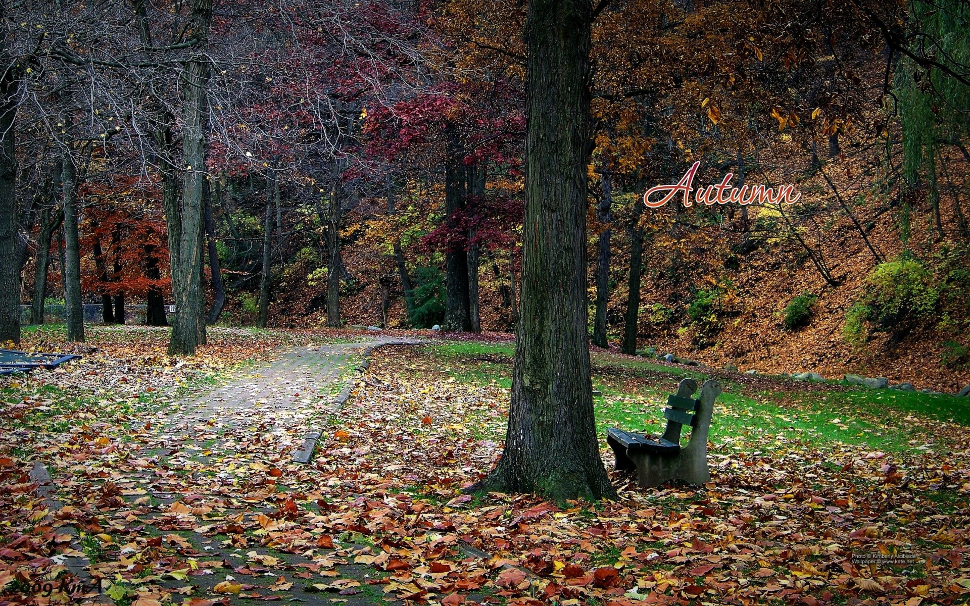 Autumn Park Bench - 2K Quad HD Fall Nature Wallpaper | 2560x1600 ...