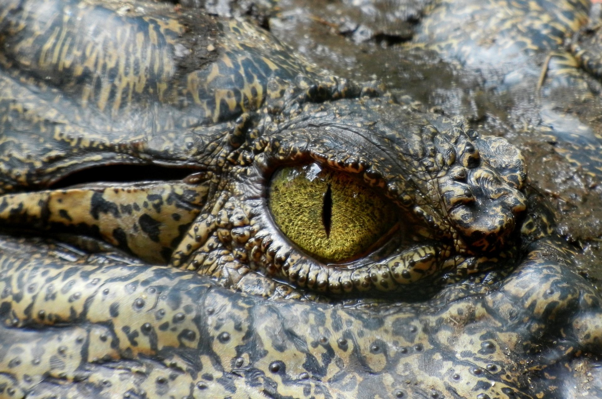 4K Ultra HD Crocodile Eye Close-Up: Stunning Reptile Detail in Nature ...